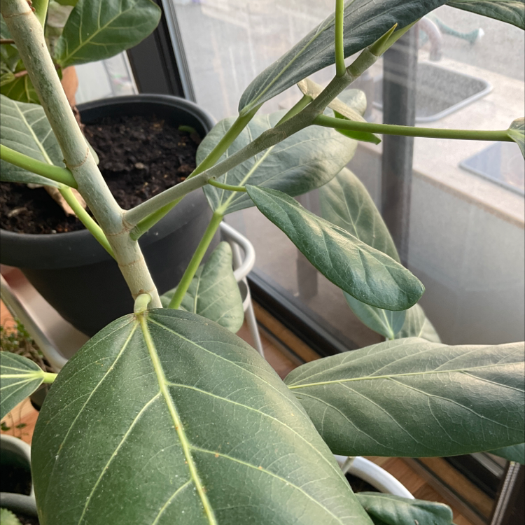 Audrey | A plant by @Zboi on Greg
