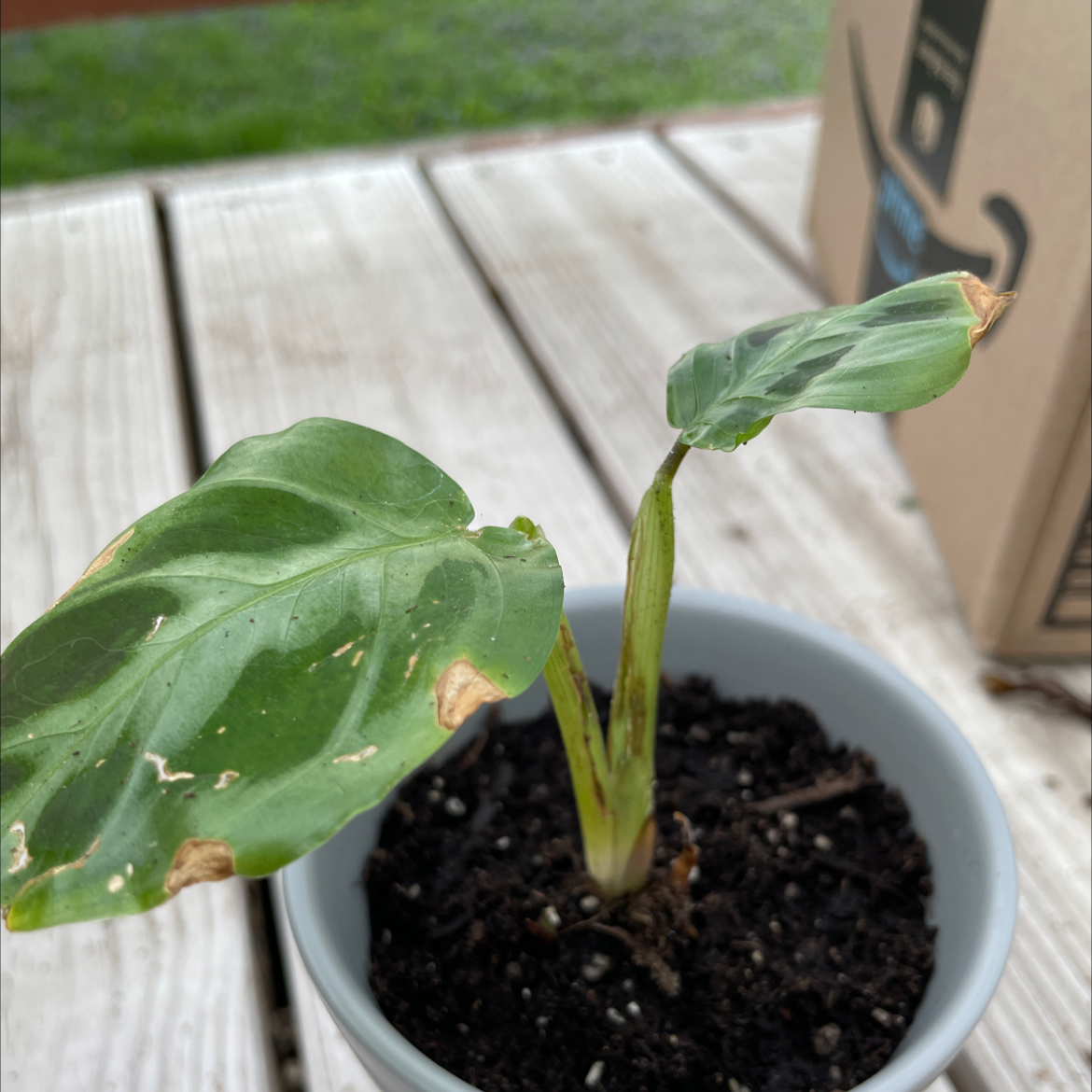 Planty | A plant by @itsBritney_bish on Greg