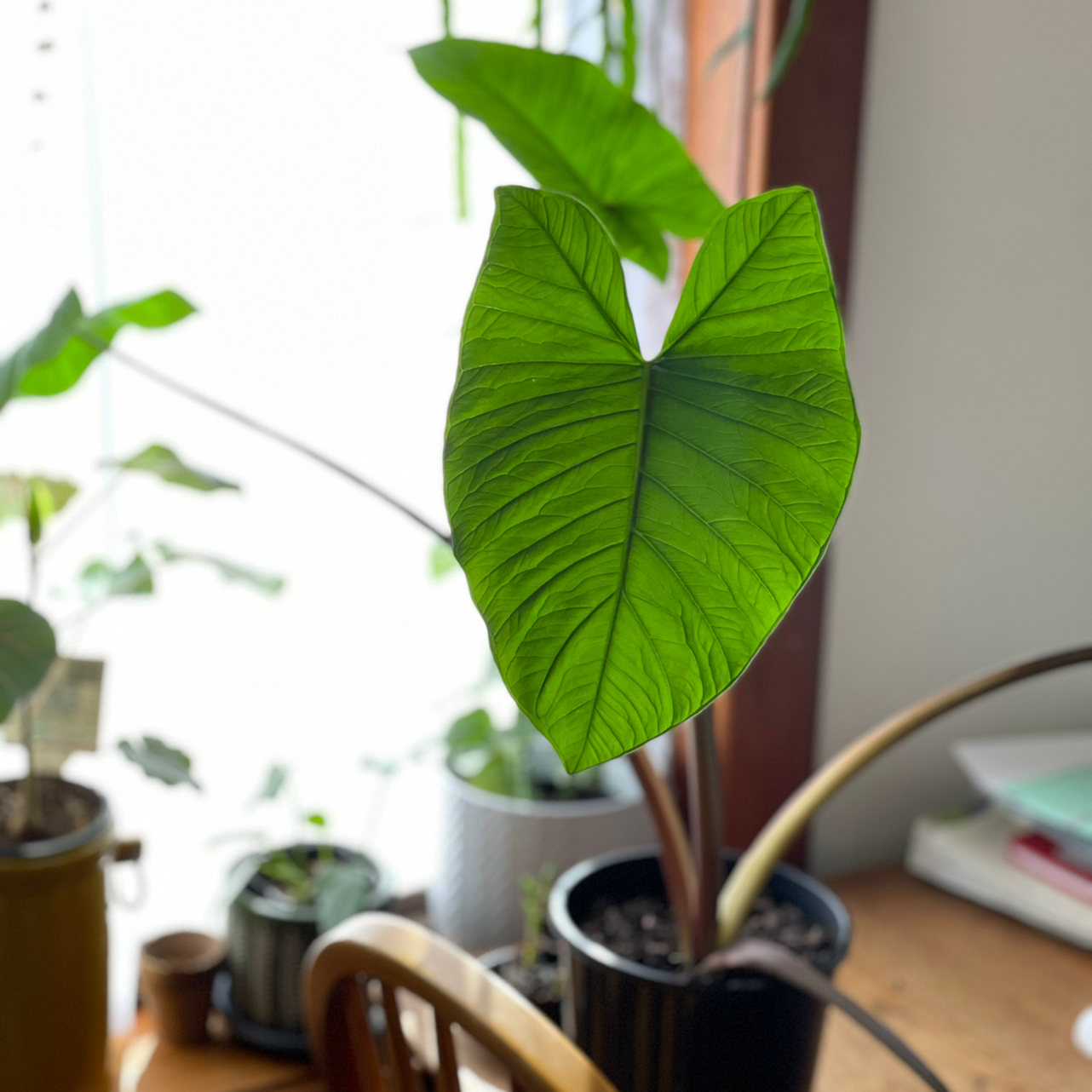 10 Benefits Of Having A Giant Taro