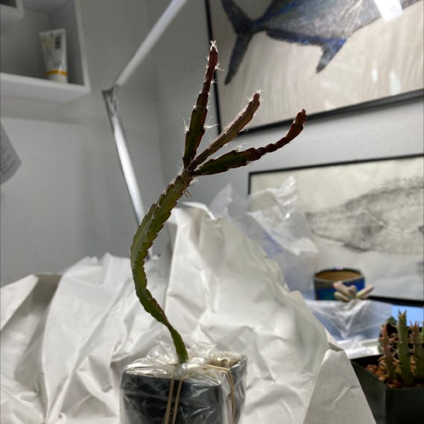 Why Are My Red Orchid Cactus Leaves Falling Over?