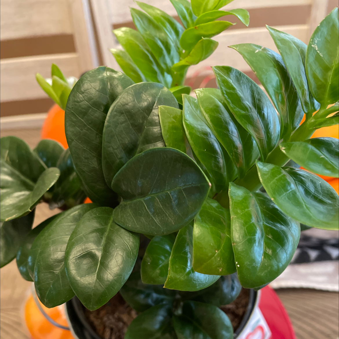 How Do I Propagate My Dwarf ZZ plant?