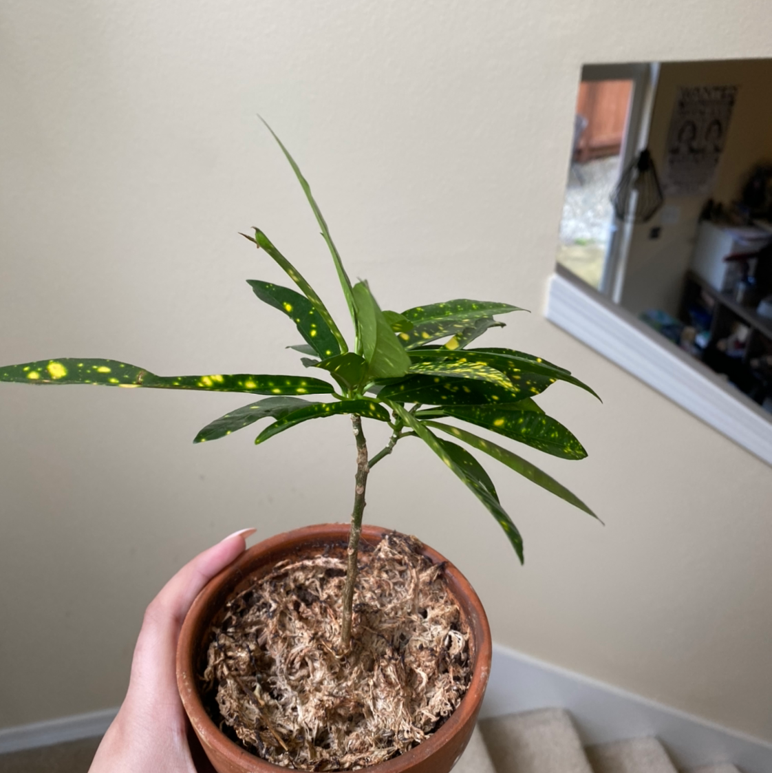 My Oakleaf Croton's Sunlight Needs