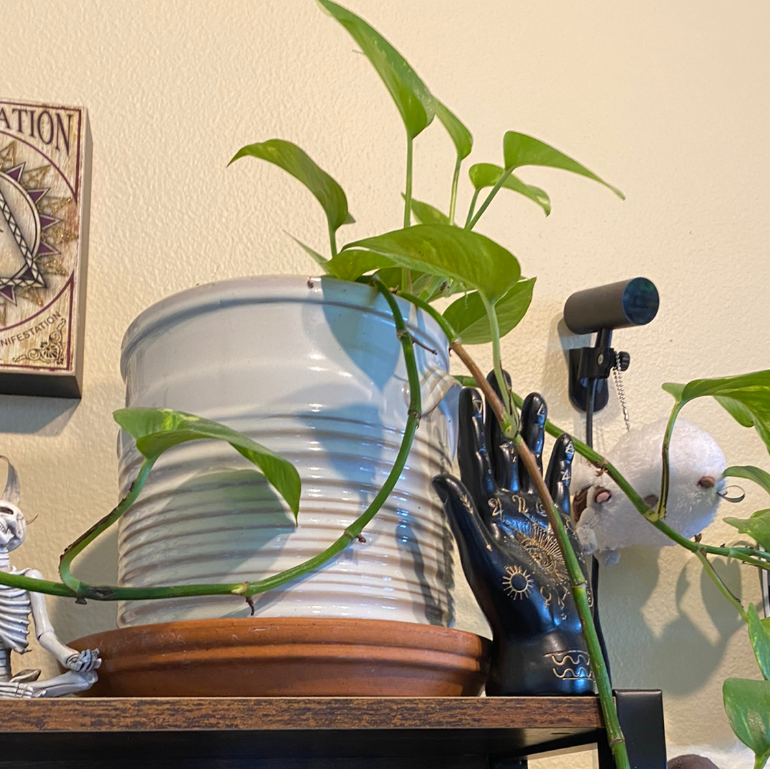 ️ How To Propagate Your Golden Pothos