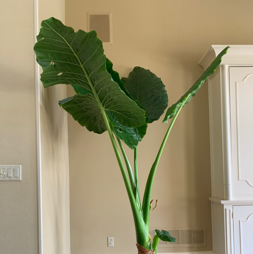 10 Benefits Of Having A Giant Taro