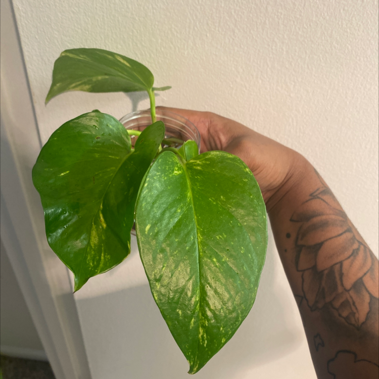 💧 Why Are My Hawaiian Pothos Leaves Mushy?