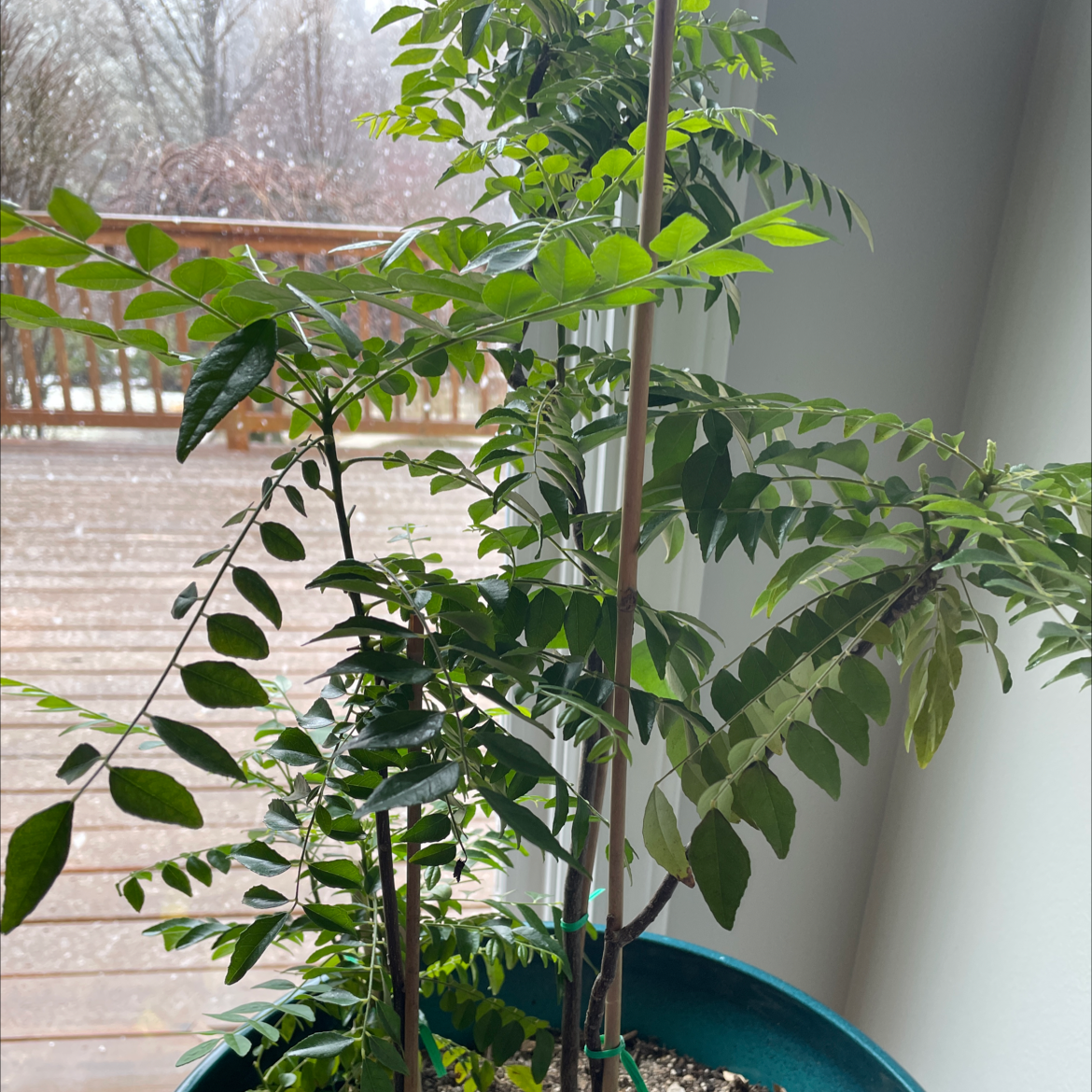 10 Benefits of Having a Curry Tree