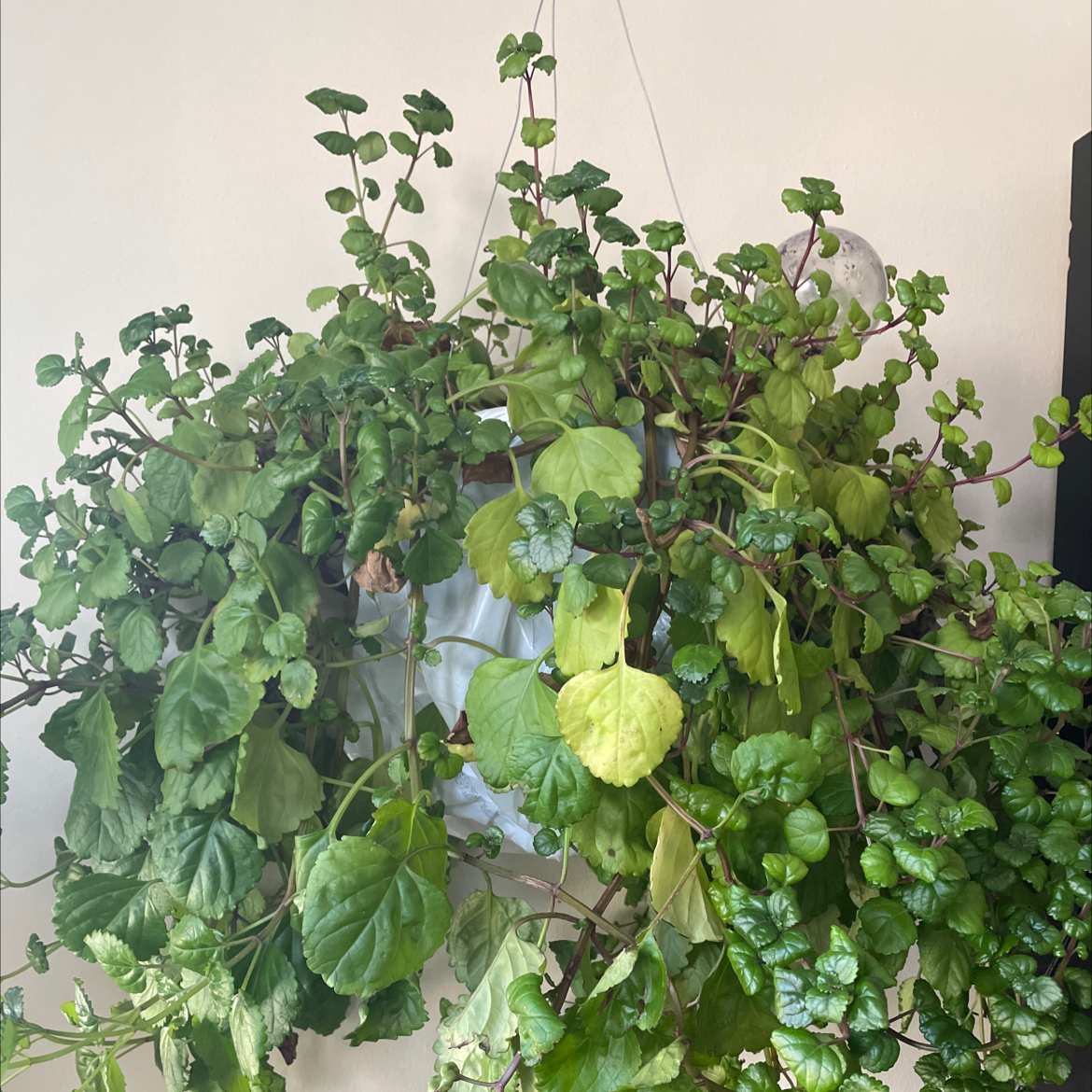 Why Are My Swedish Ivy Leaves Turning Yellow?