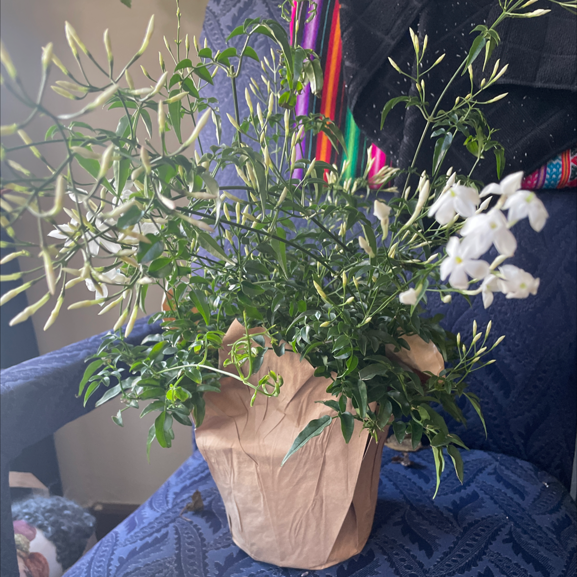 Why Are My White Jasmine Leaves Falling Over?