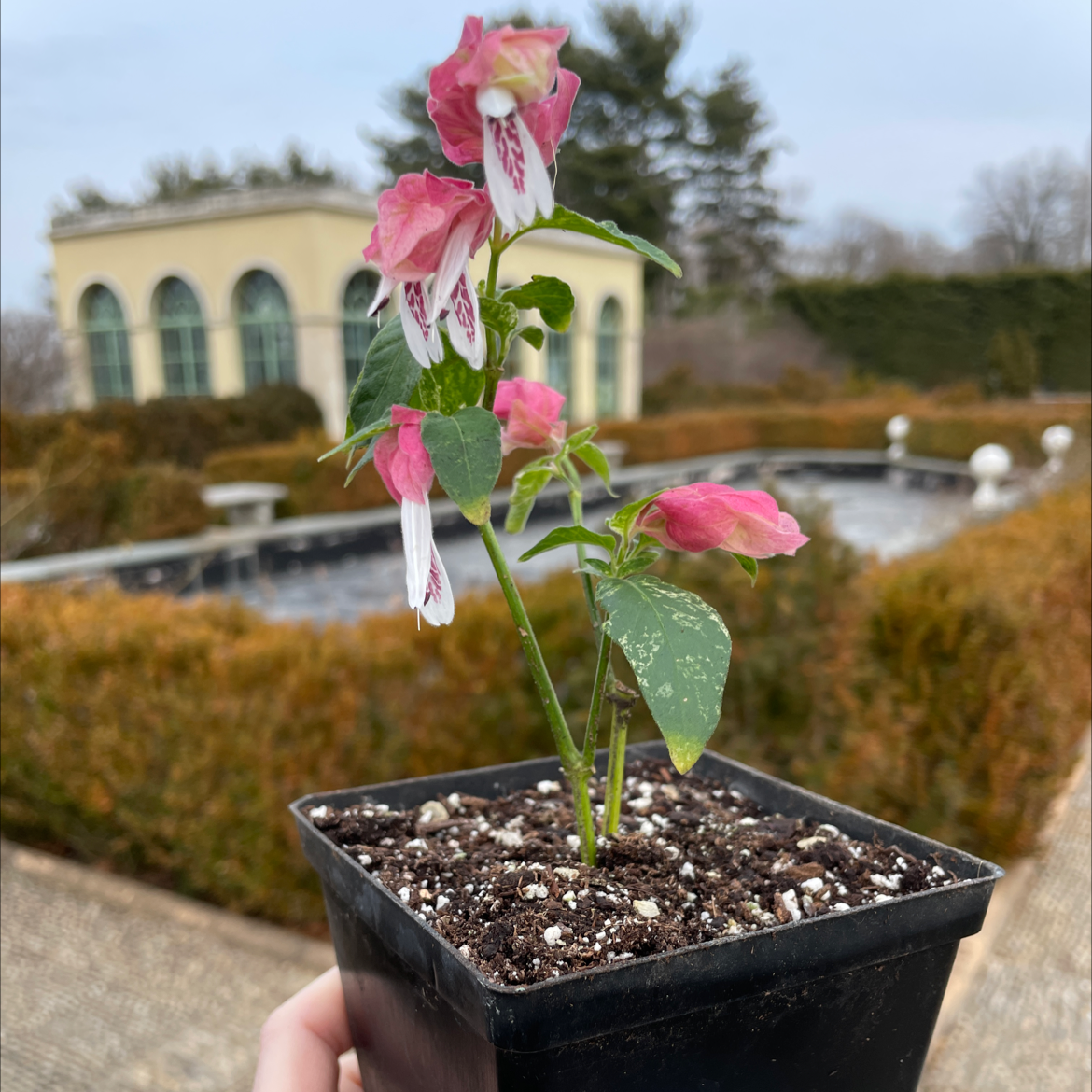 Symbolism and Benefits of the Shrimp Plant