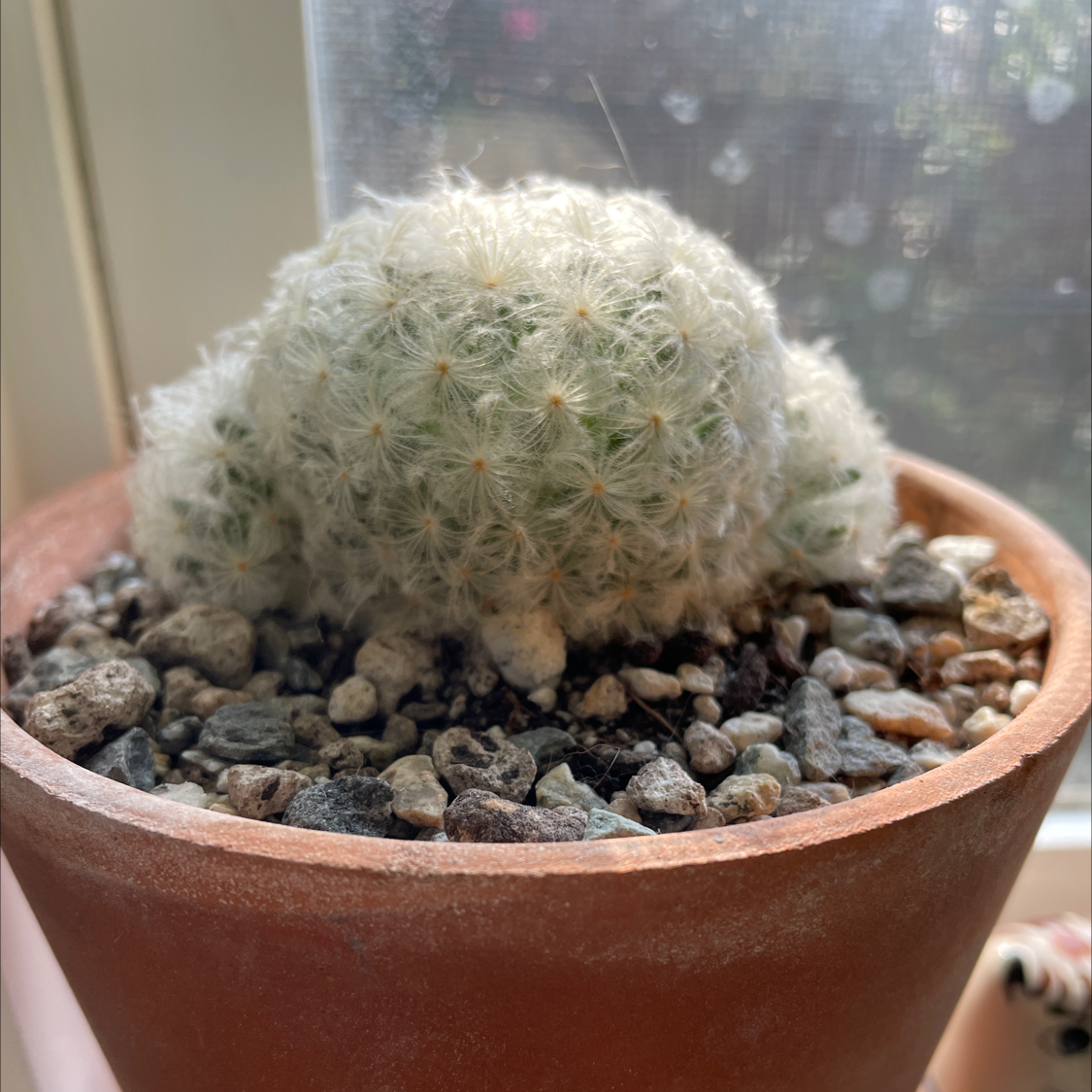 ️ 10 Advantages of Having a Snowball Cactus