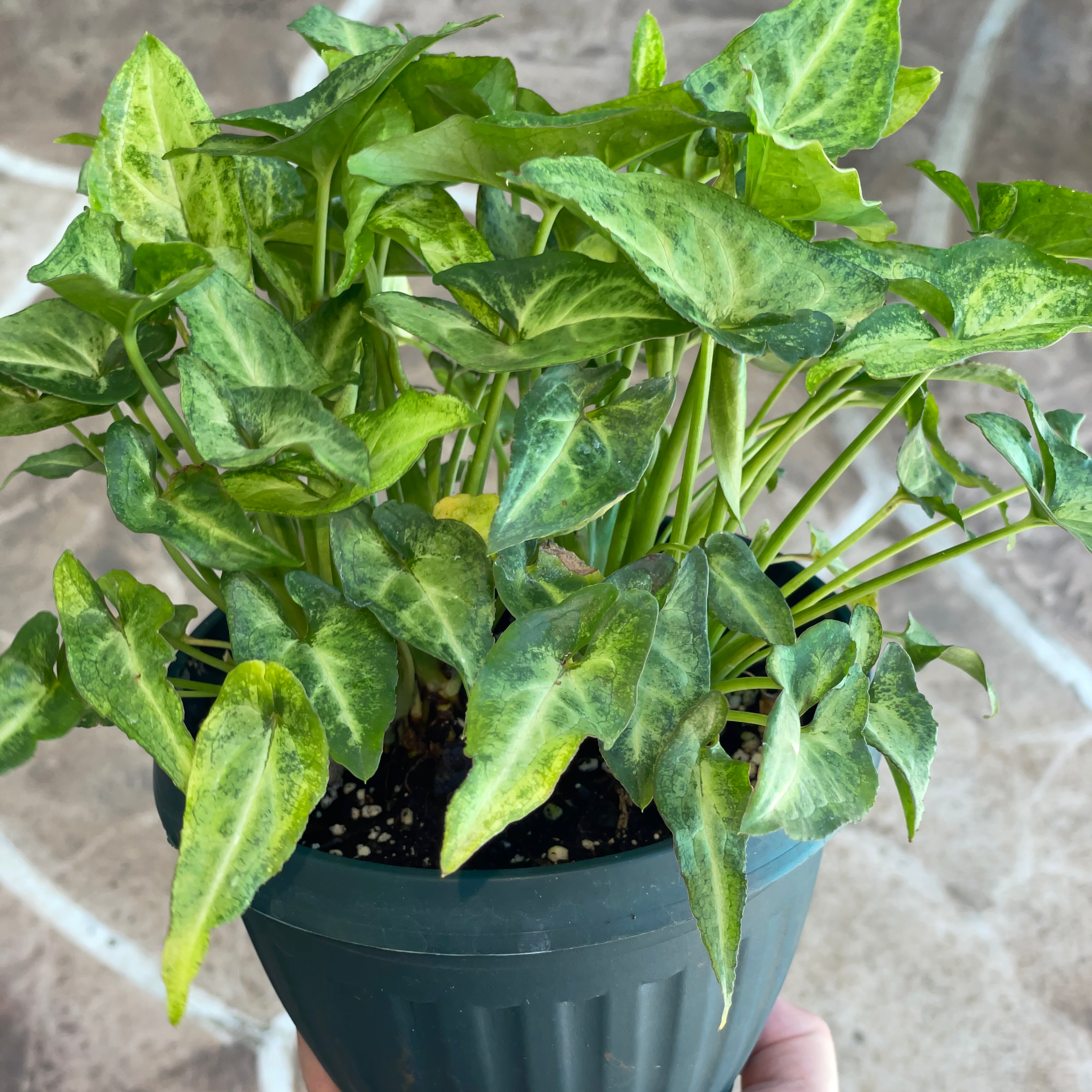 Soil Recommendations for Syngonium Pixie