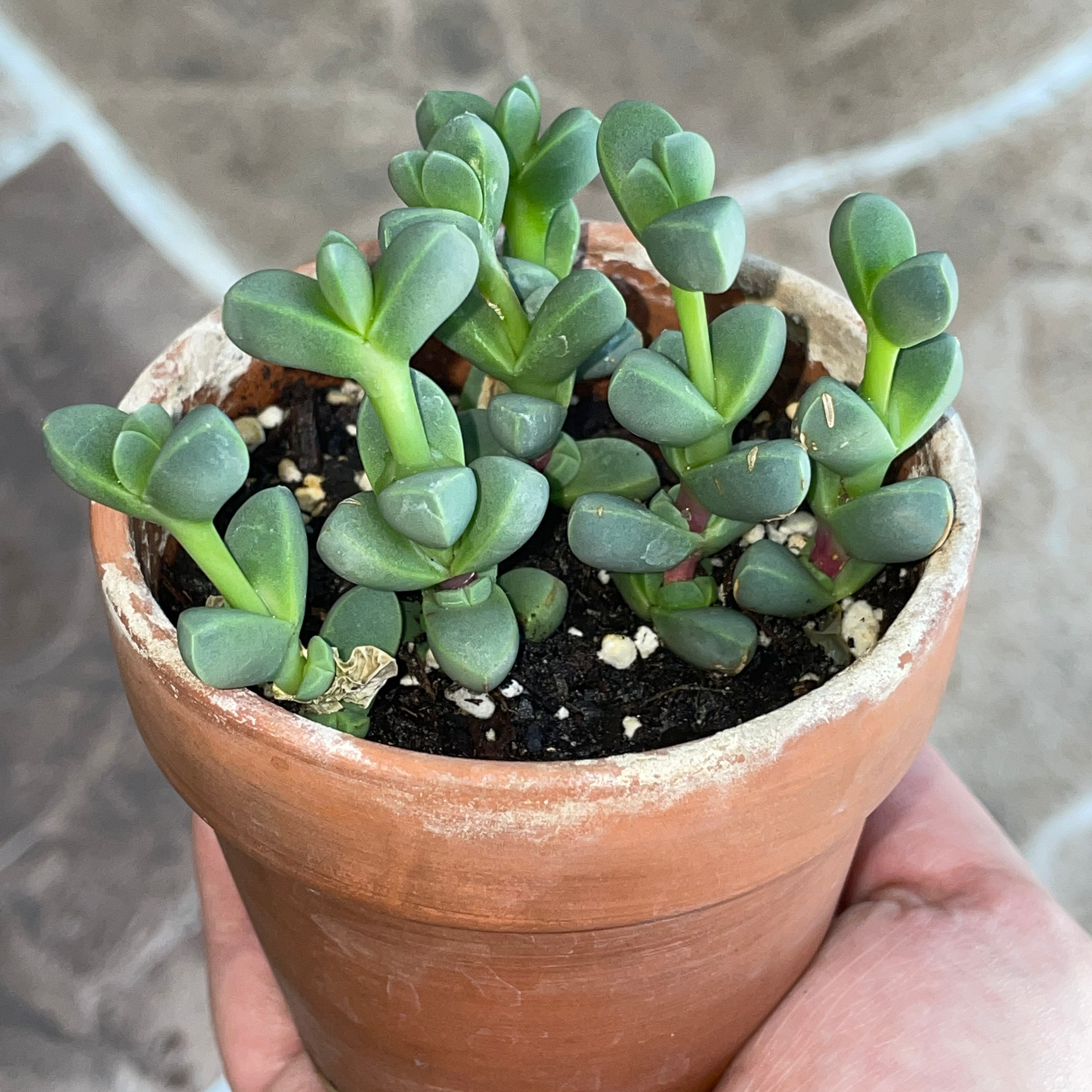 Why Is My Beads Lampranthus Not Doing Well?