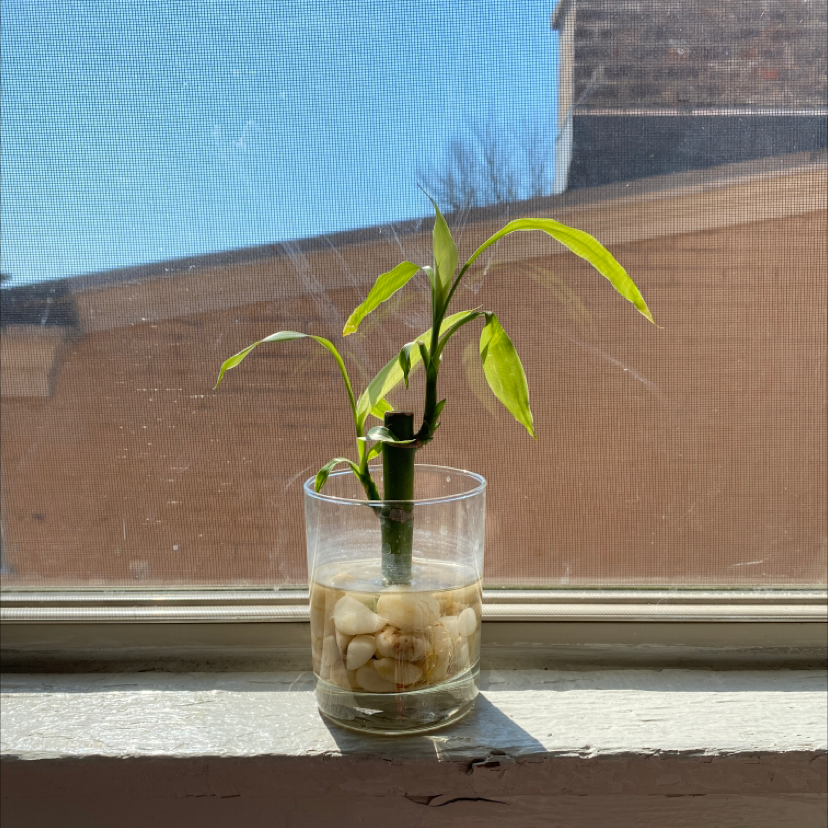 Why Are My Common Bamboo Leaves Curling?