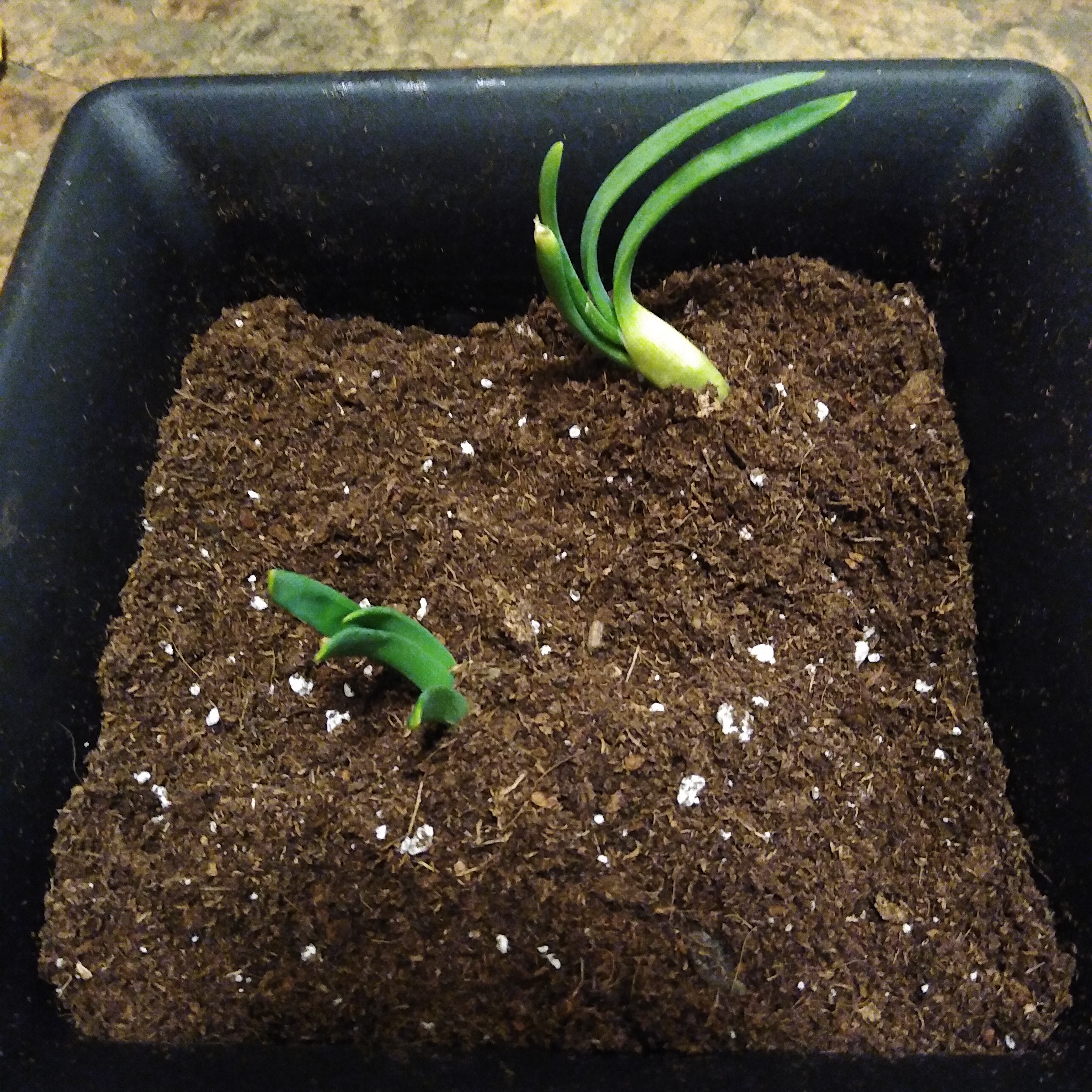 💧 How Much Humidity Does My Globe Onion Need?