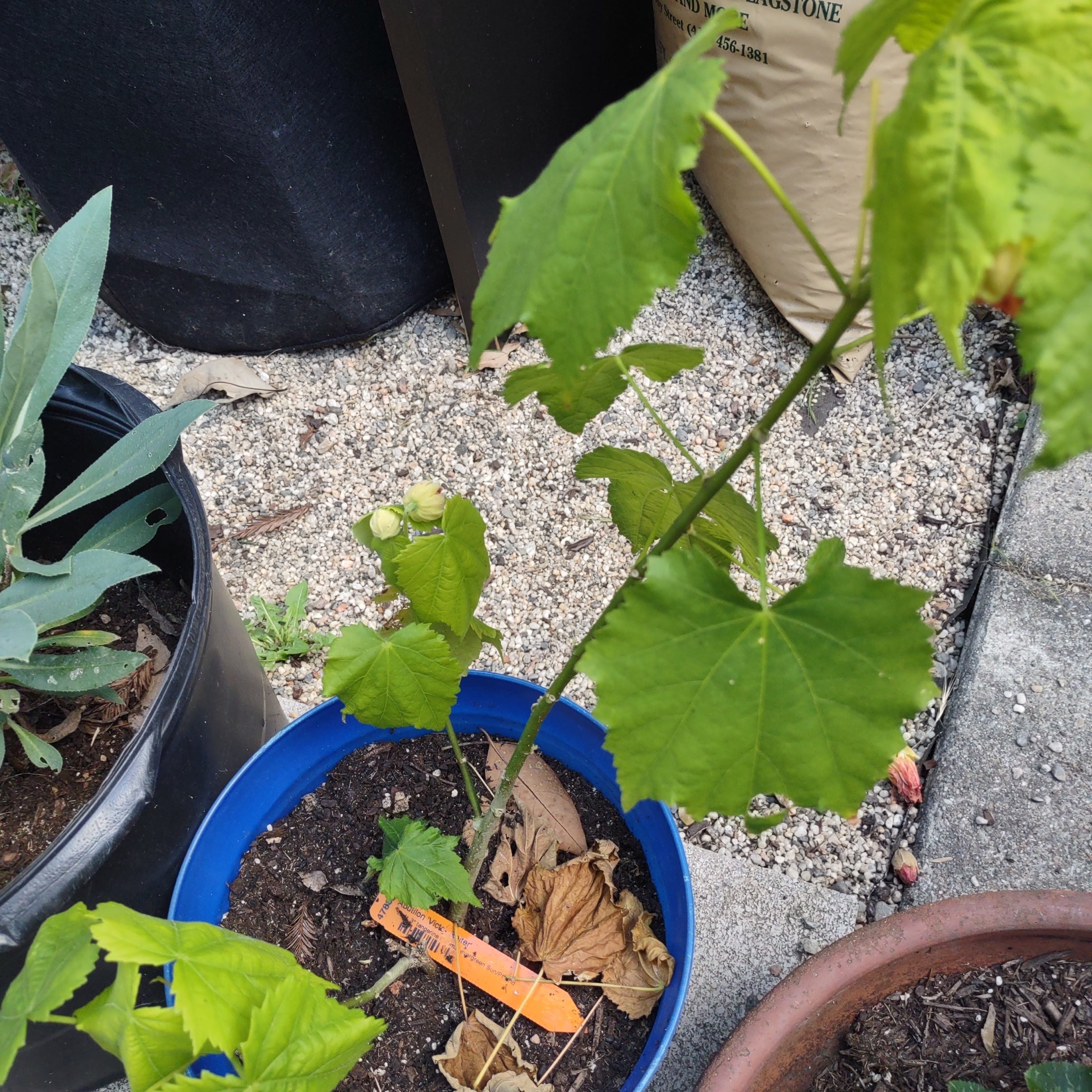 Fertilizing My Norway Maple