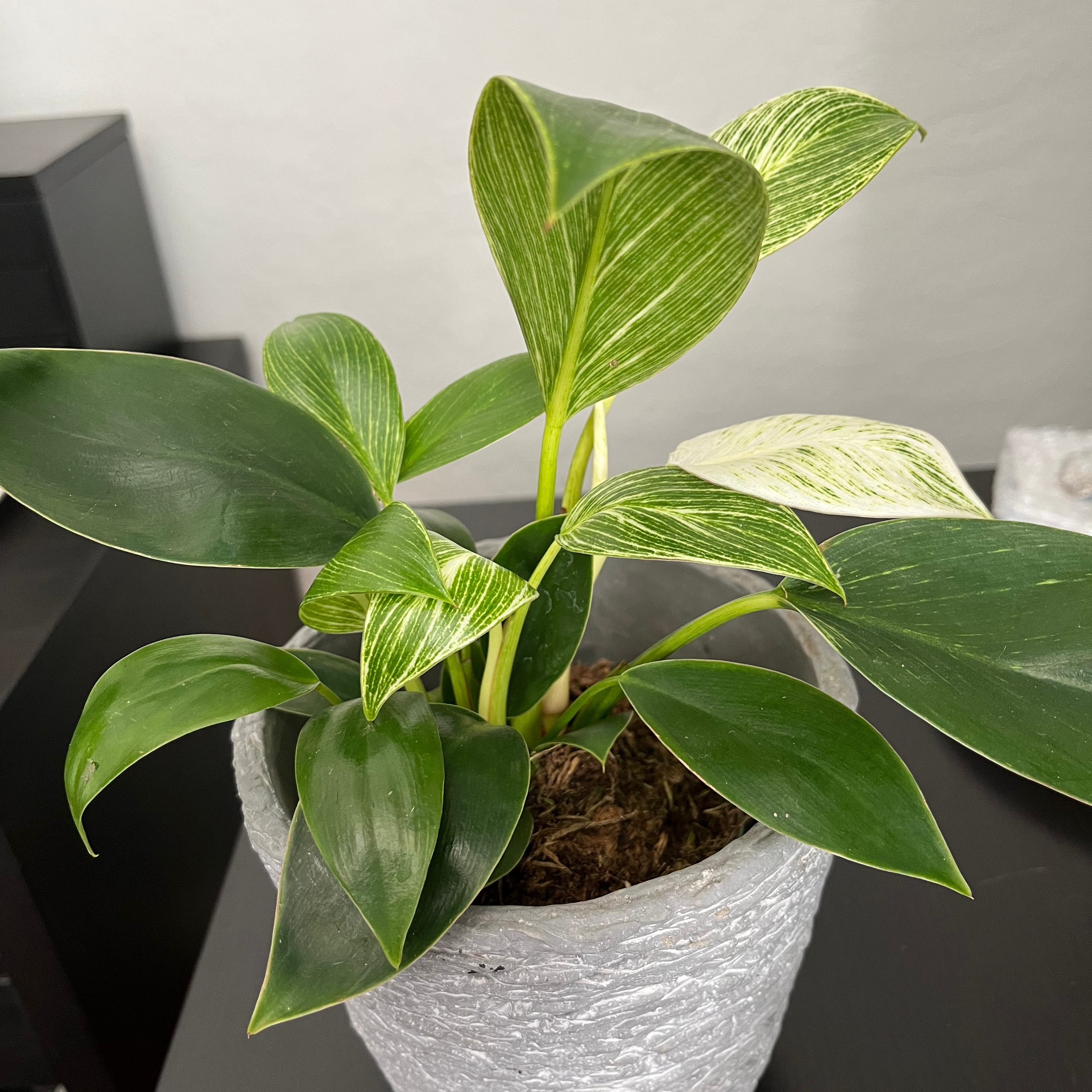 Propagating My Variegated Shell Ginger: Step-by-Step Guide