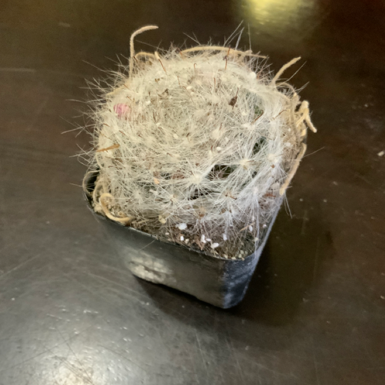 🐛 What To Do About Bugs on My Snowball Cactus?