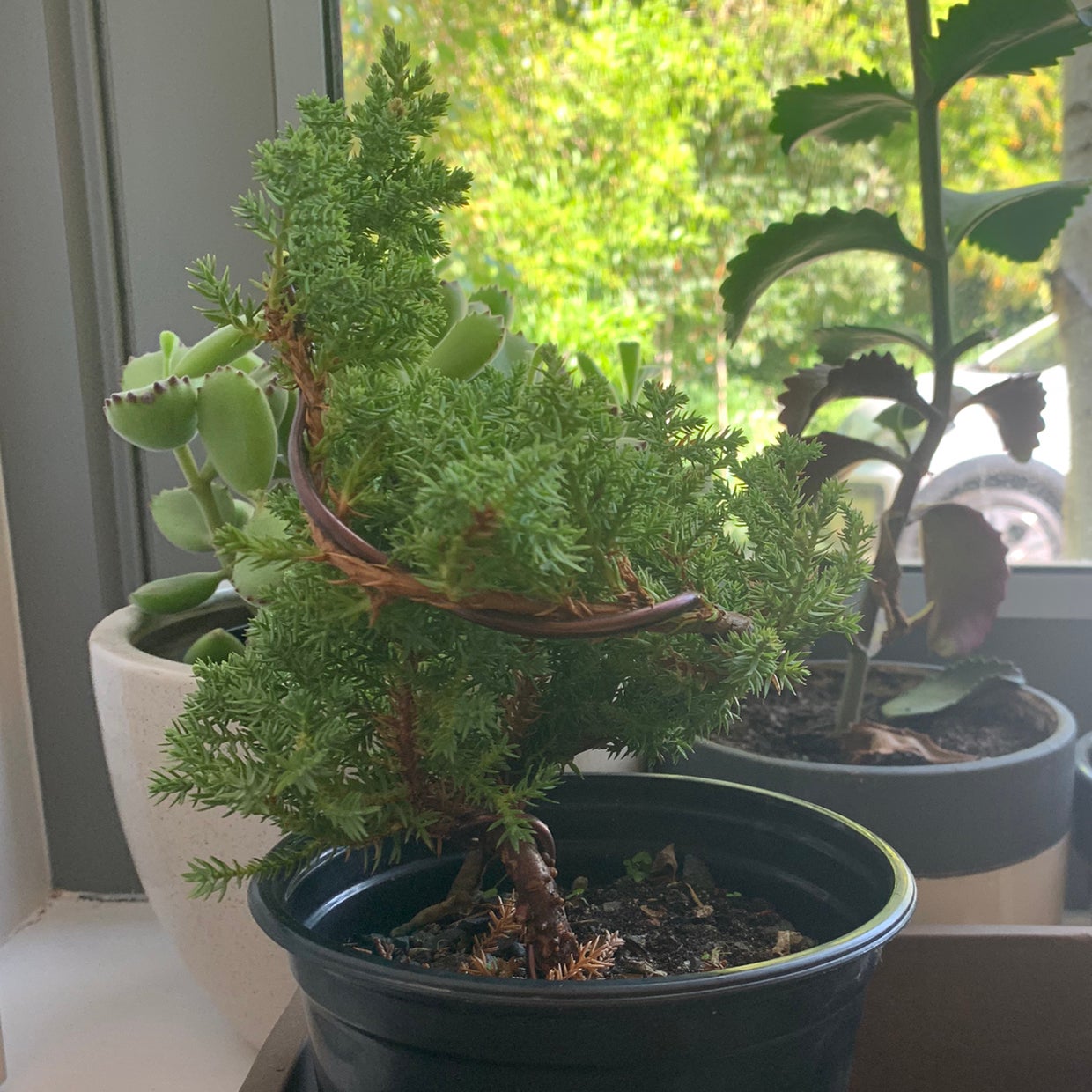 How to Get a Japanese Garden Juniper to Bloom