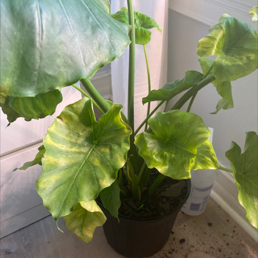 How Can You Tell If An Arrowleaf Elephant Ear Is Dying?