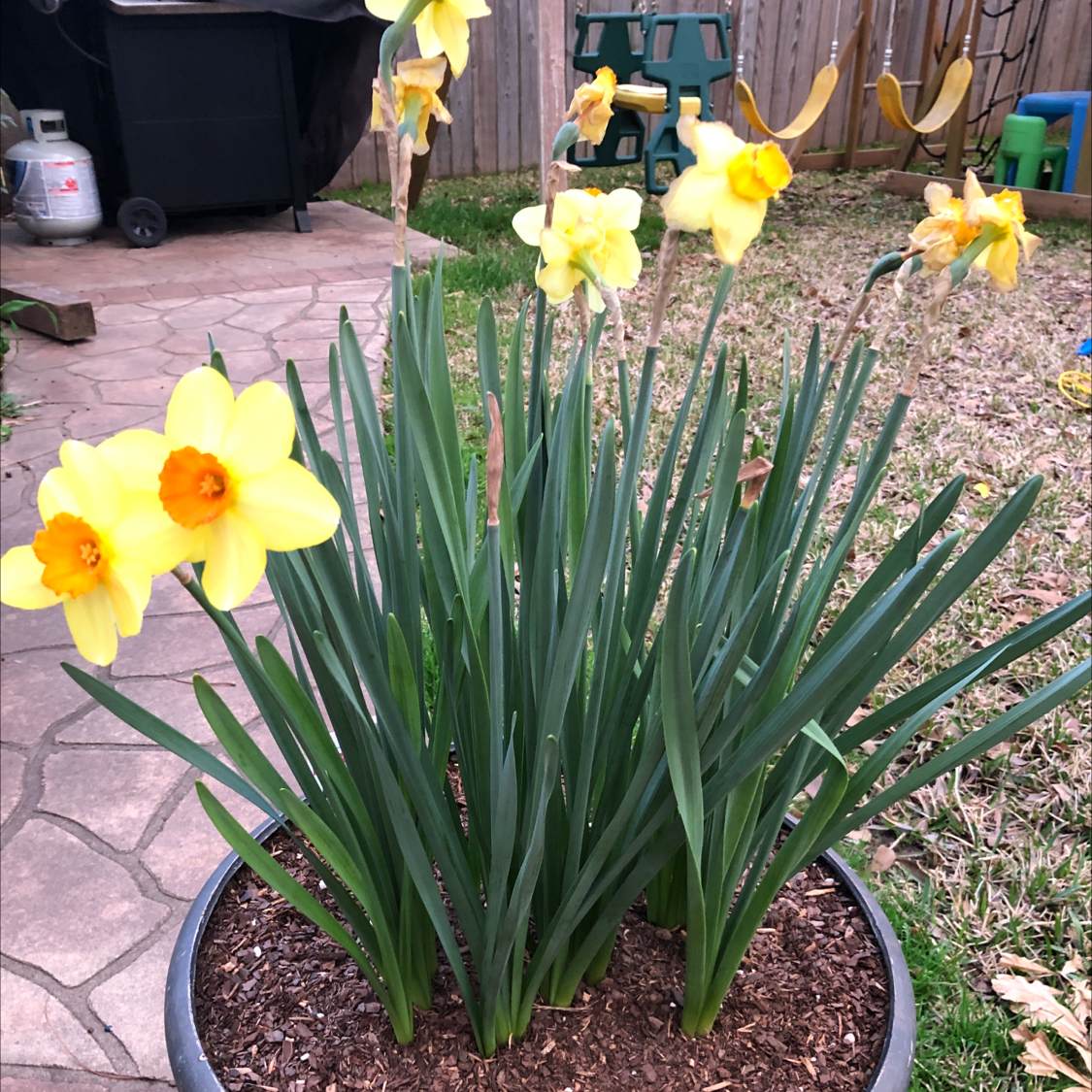🌼 Why Are There Brown Spots on My Daffodil Leaves?