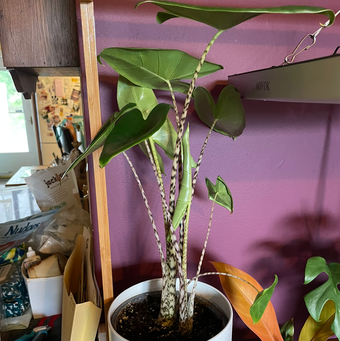 Zigby | A plant by @taryn on Greg