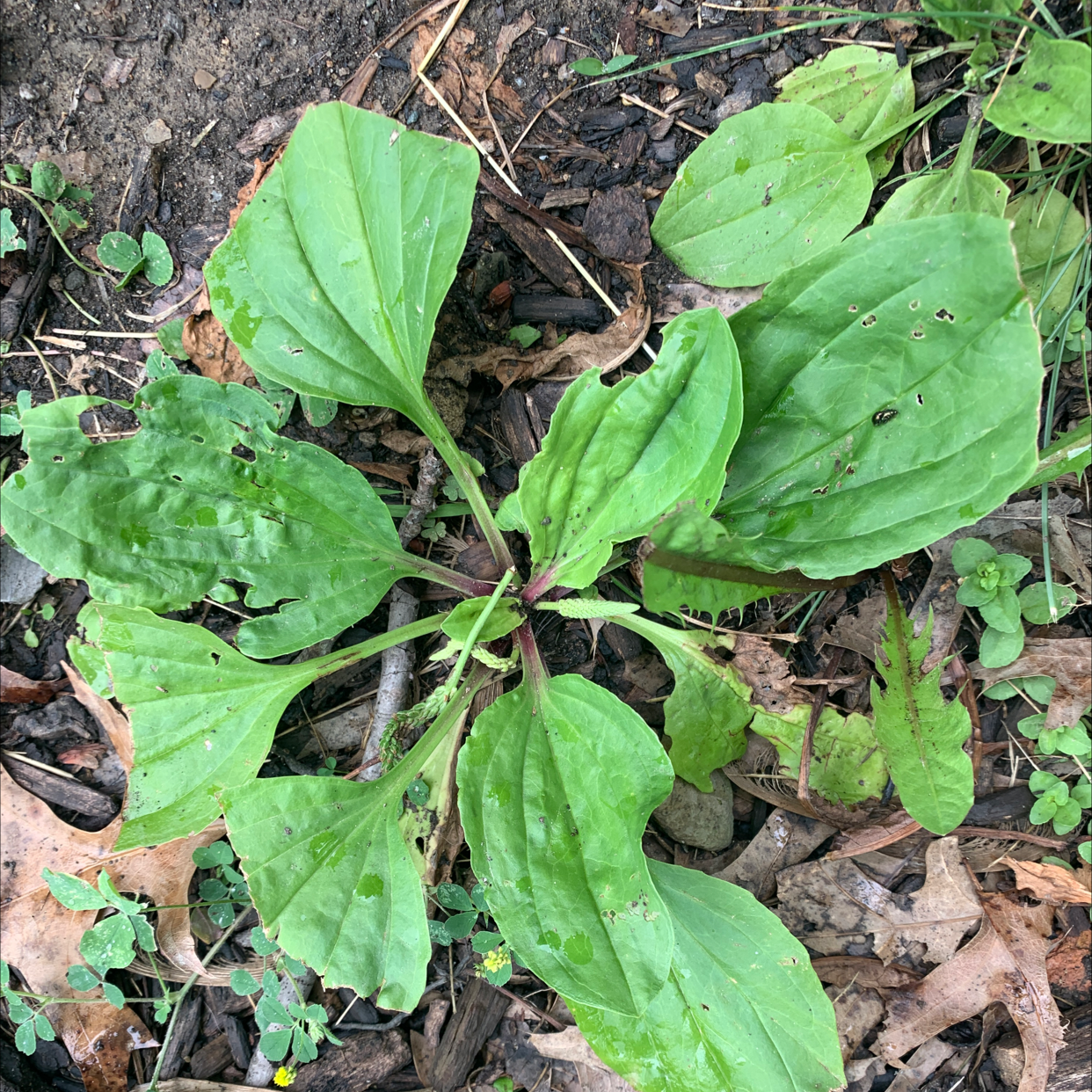 Propagating Your Broadleaf Plantain: Step-by-Step Guide