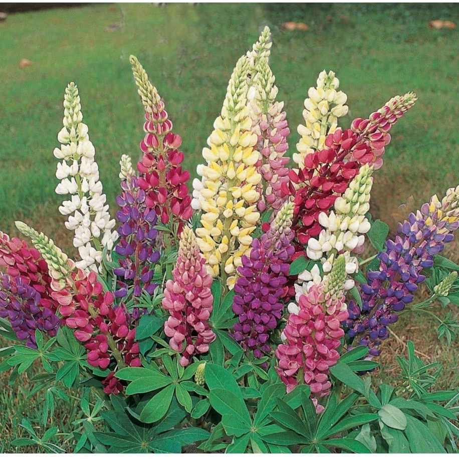 Why Are My Big-Leaved Lupine Leaves Falling Over?