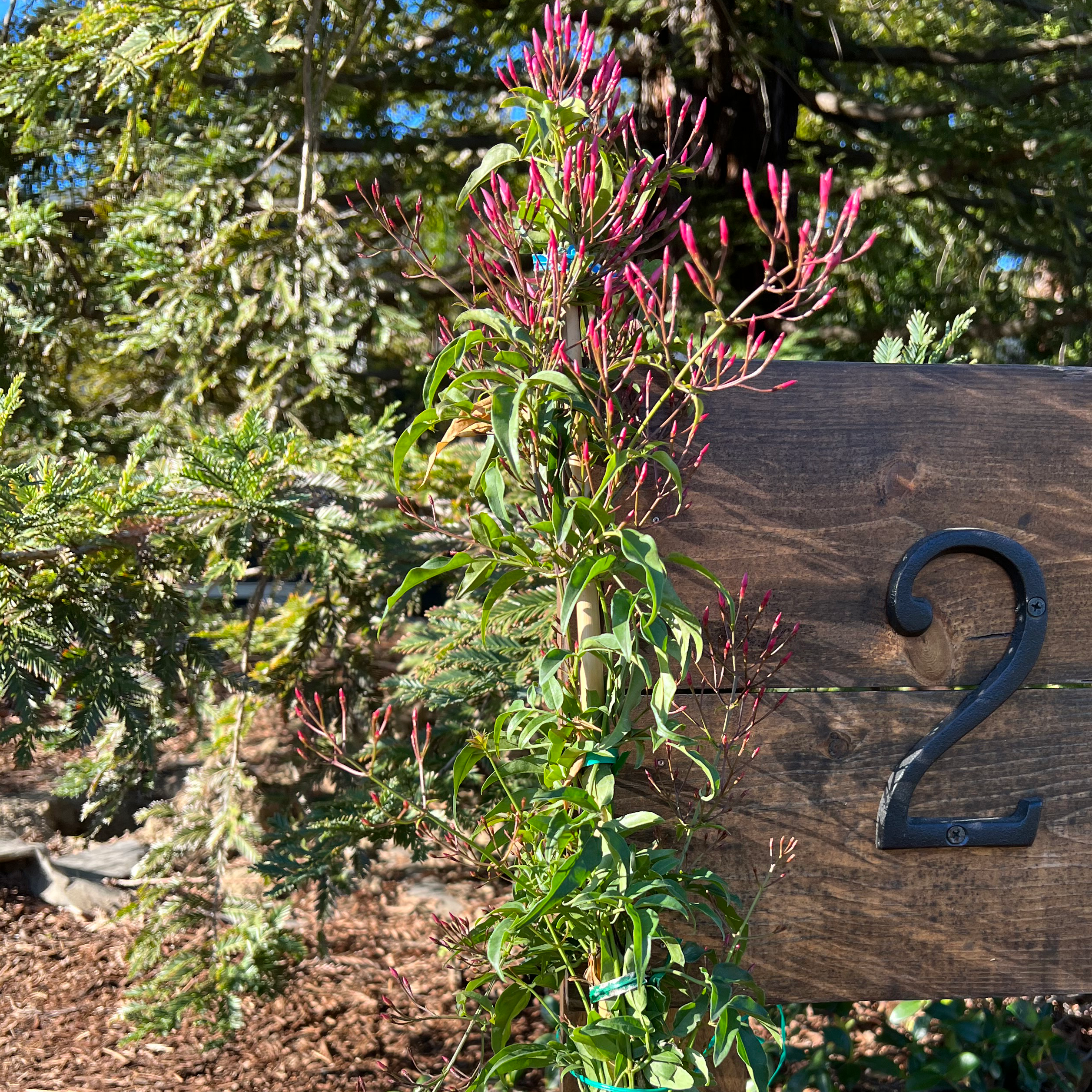 Why Are My Pink Jasmine Leaves Curling?