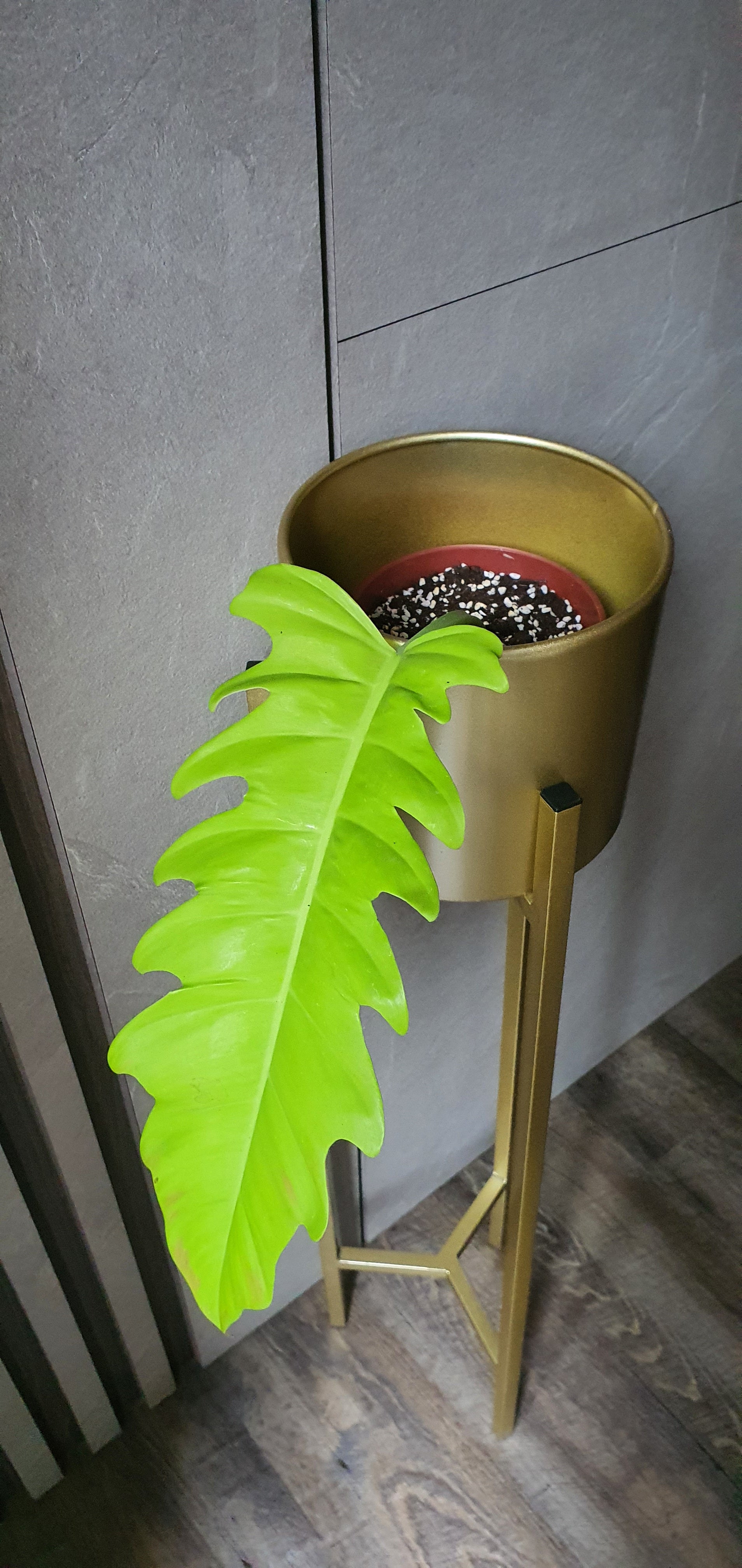 How Do I Propagate My Philodendron Narrow Tiger Tooth?
