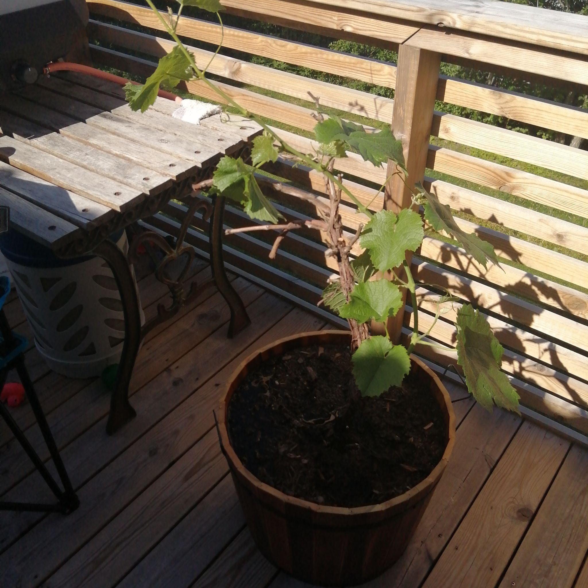 🍇 Why Are My Wine Grape Leaves Droopy?