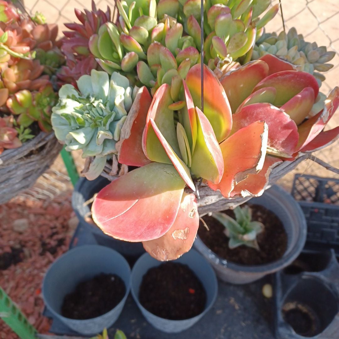 What Do I Do About succulent root rot?