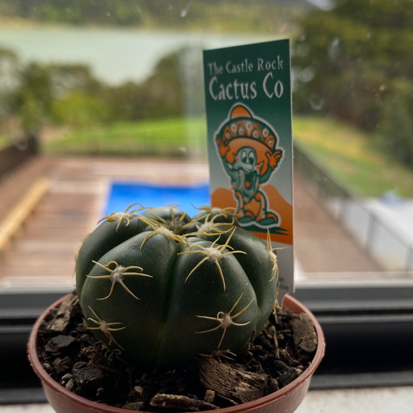 Dustin | A plant by @JustAJade on Greg