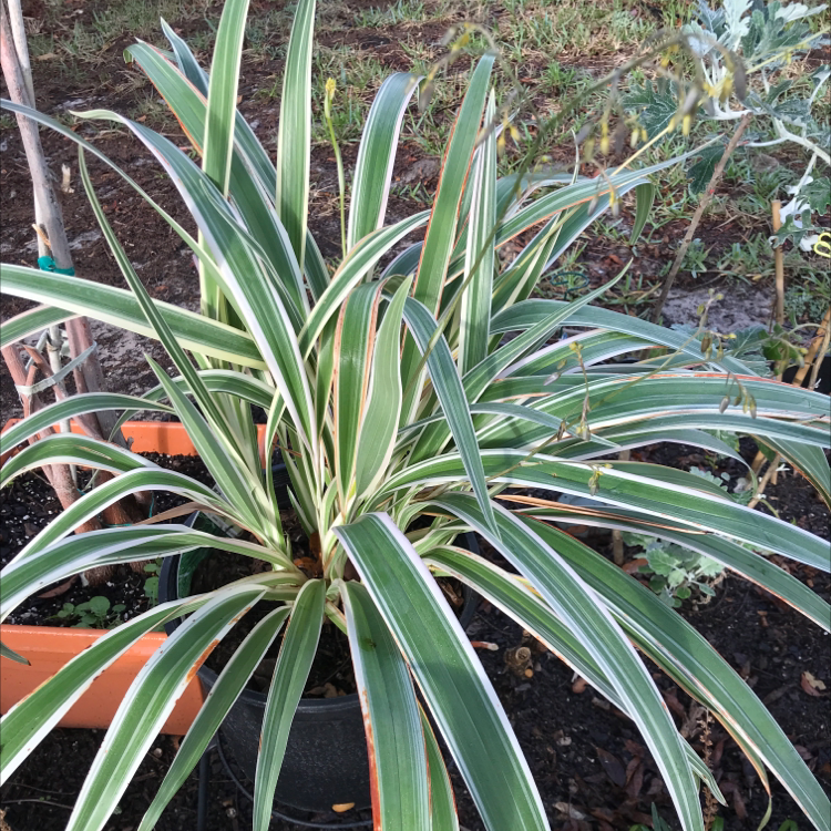 Propagating Tasmanian Flax-Lily: The Ultimate Guide