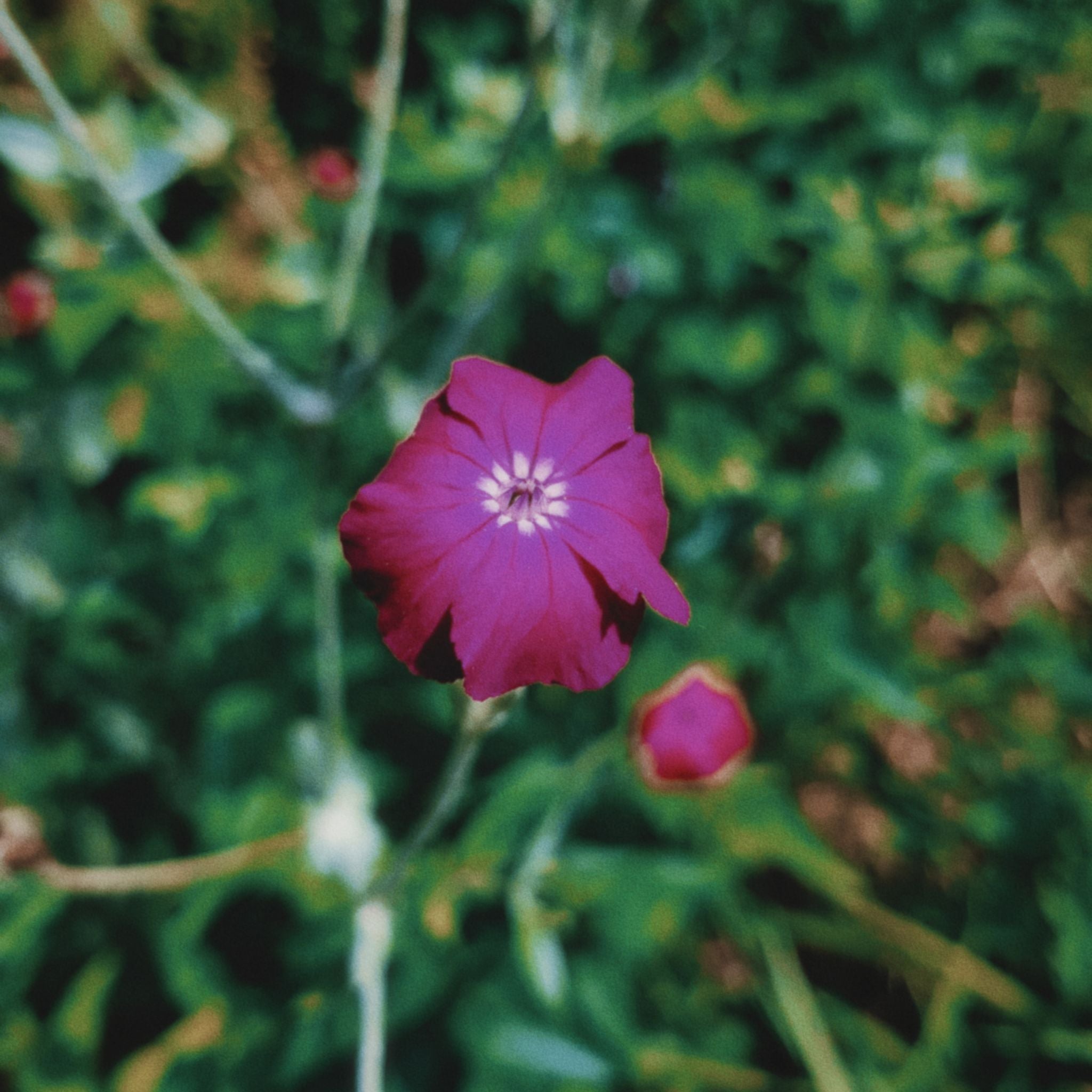 10 Benefits of Having a Rose Campion