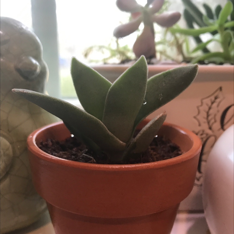 ️ Why Are My Propeller Plant Leaves Curling?