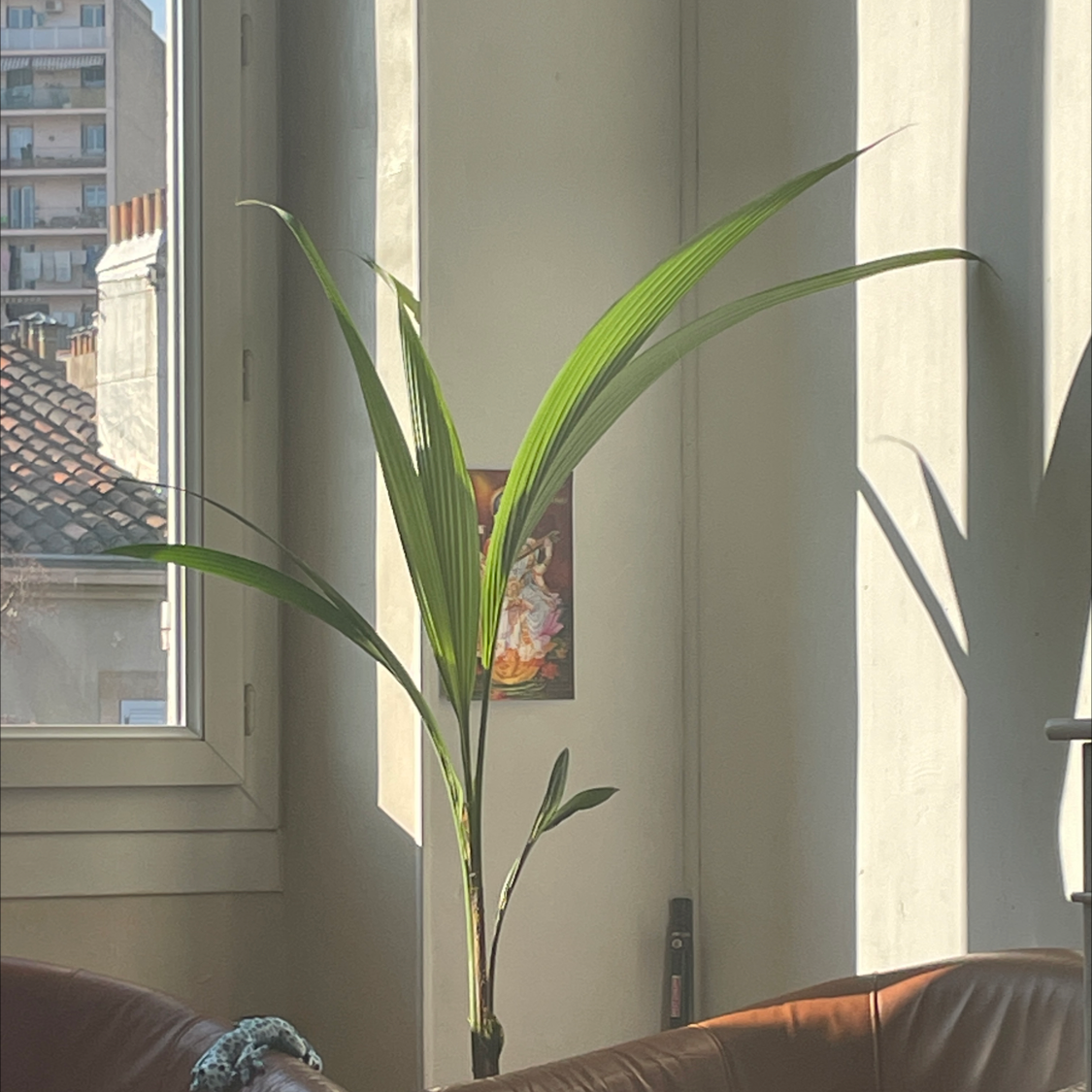 🥥 10 Benefits of Having a Coconut