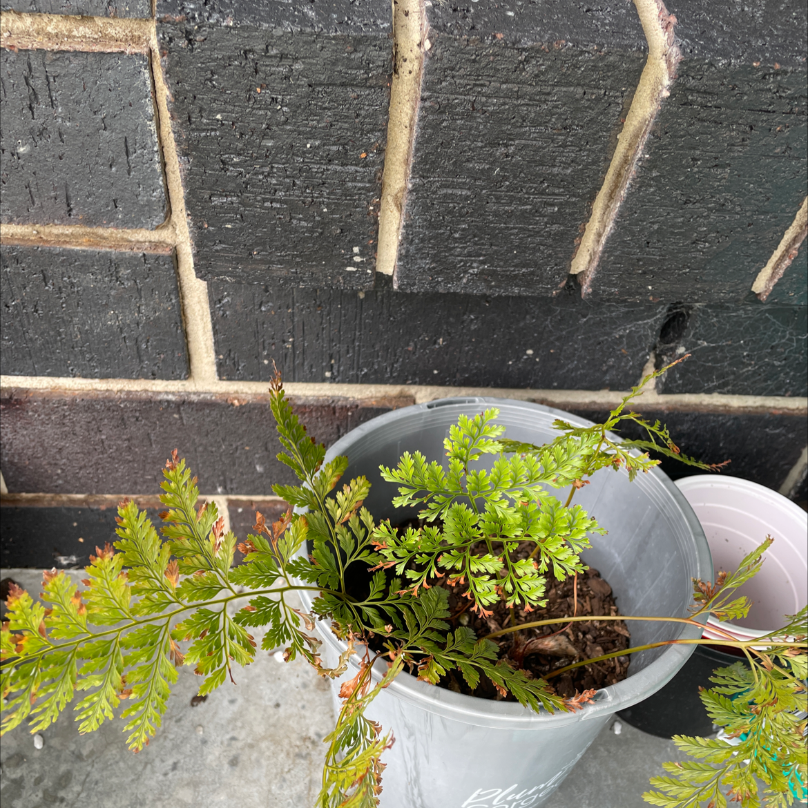 Best Potting Soil Mix for Davallia Fern