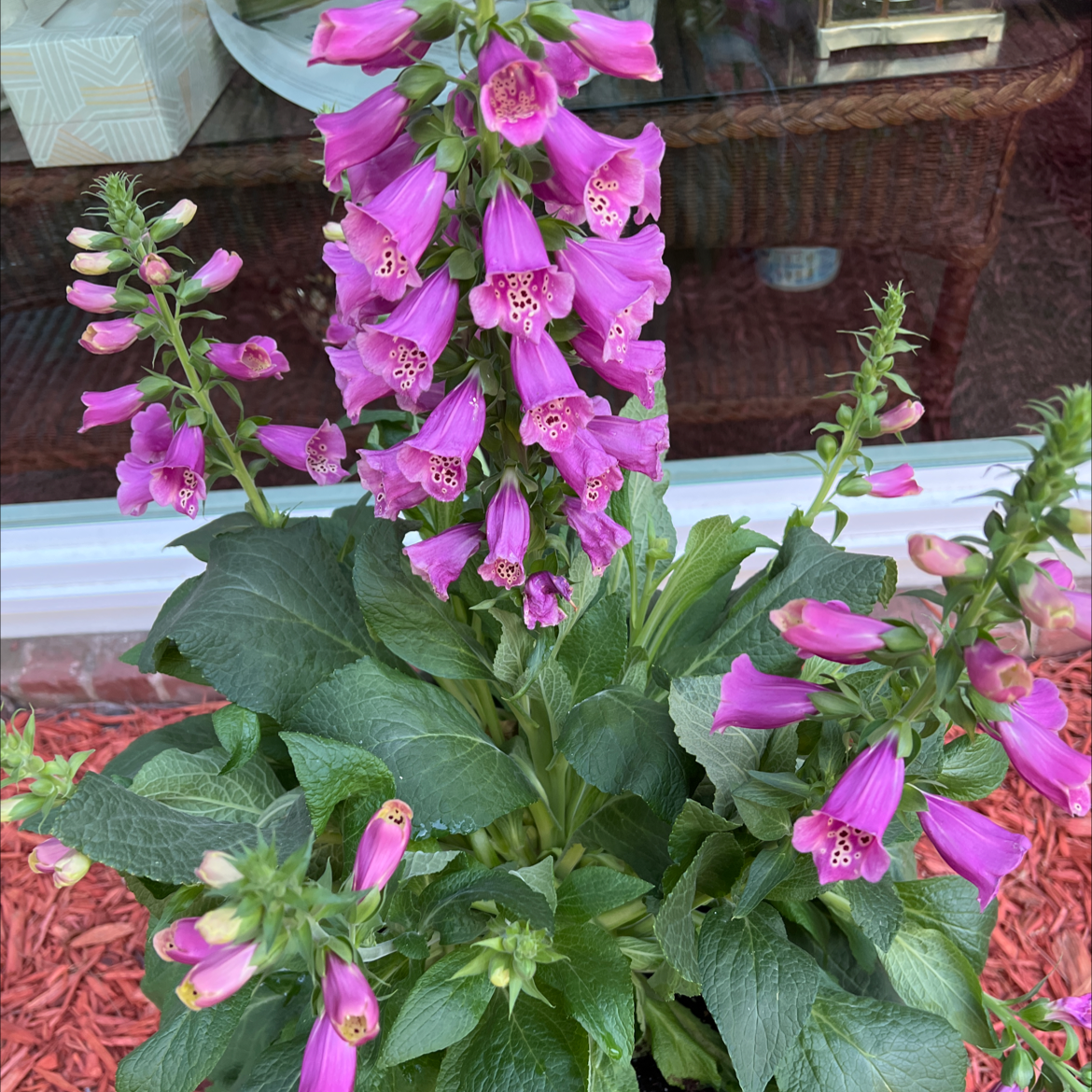Symbolism and Benefits of the Common Foxglove