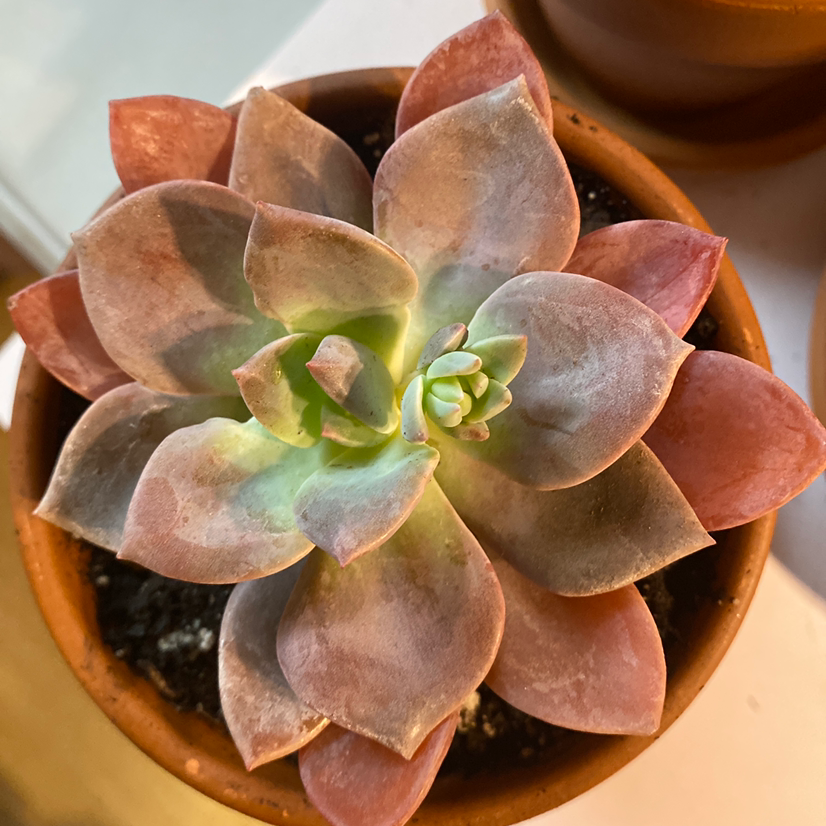 Your Graptoveria 'Debbie''s Light Needs