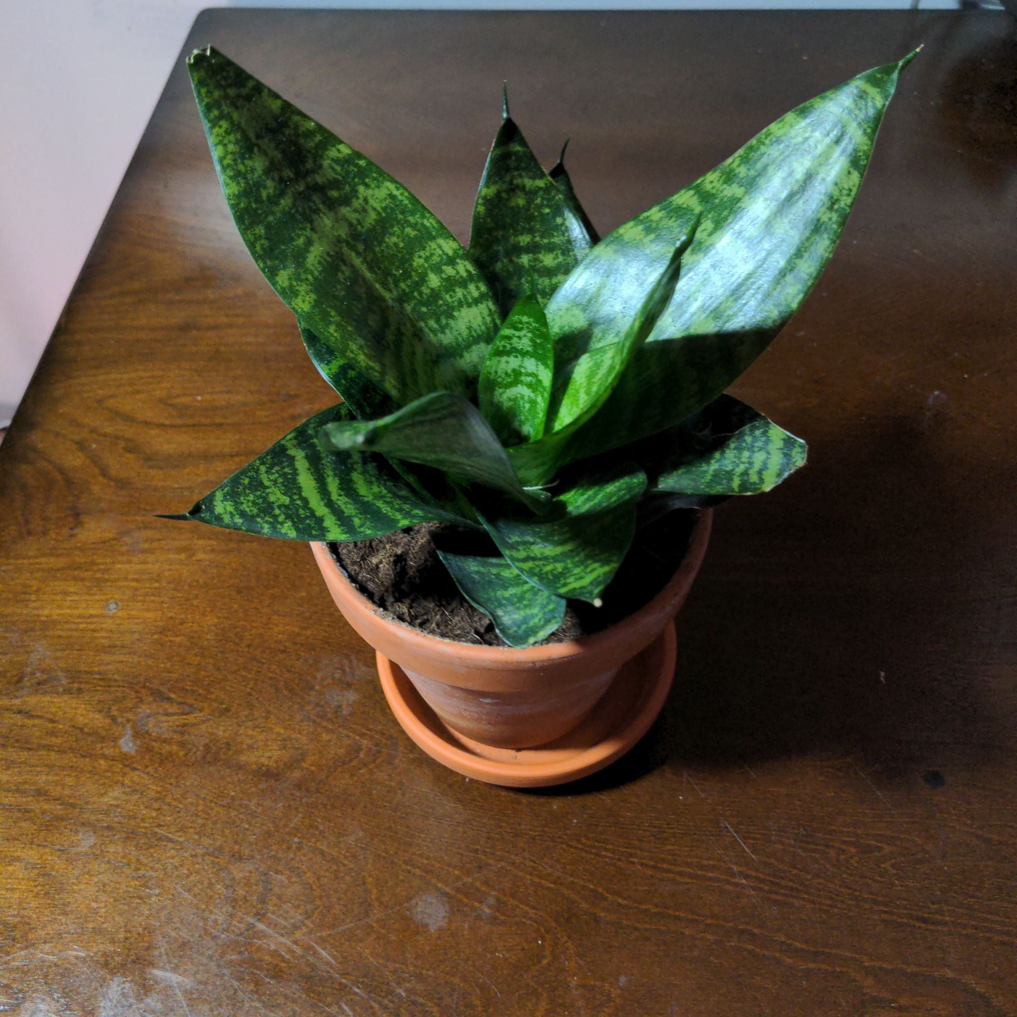 10 Benefits of Having a Forest Star Snake Plant