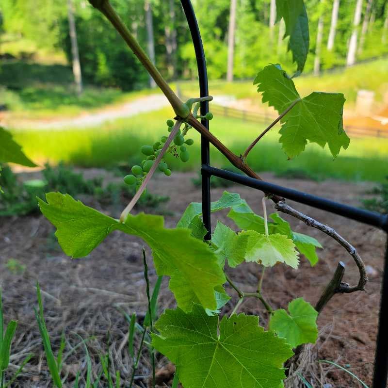 How to Propagate Your Wine Grape