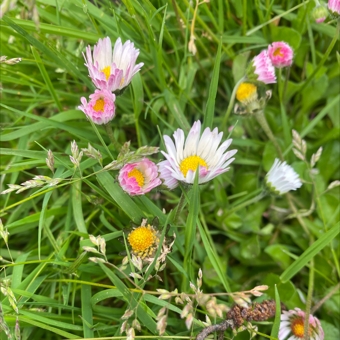 How to Propagate Your Daisy
