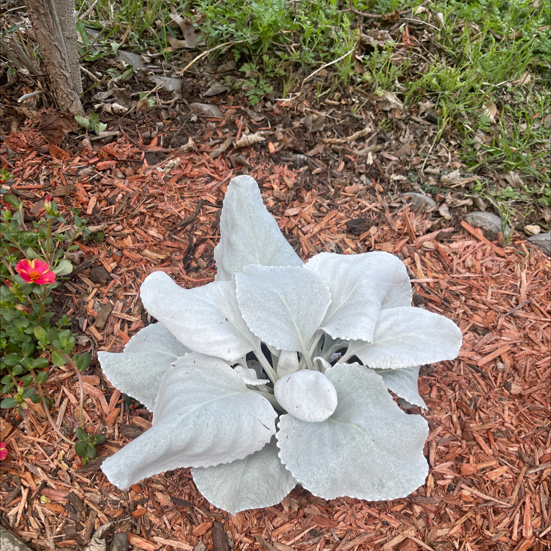 How to Know When to Repot a Lamb's Ear?
