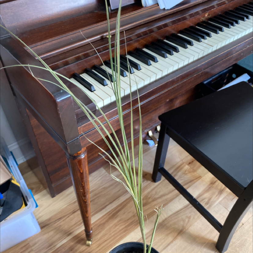 🐛 What Are The Bugs on My Cat Palm?