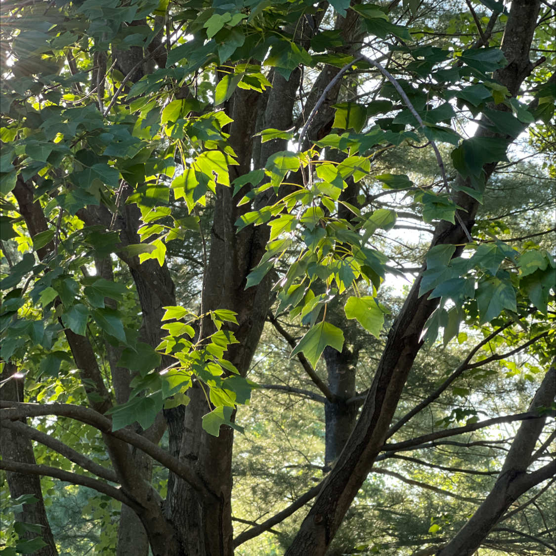Propagating Tulip Poplar: Step-by-Step Guide