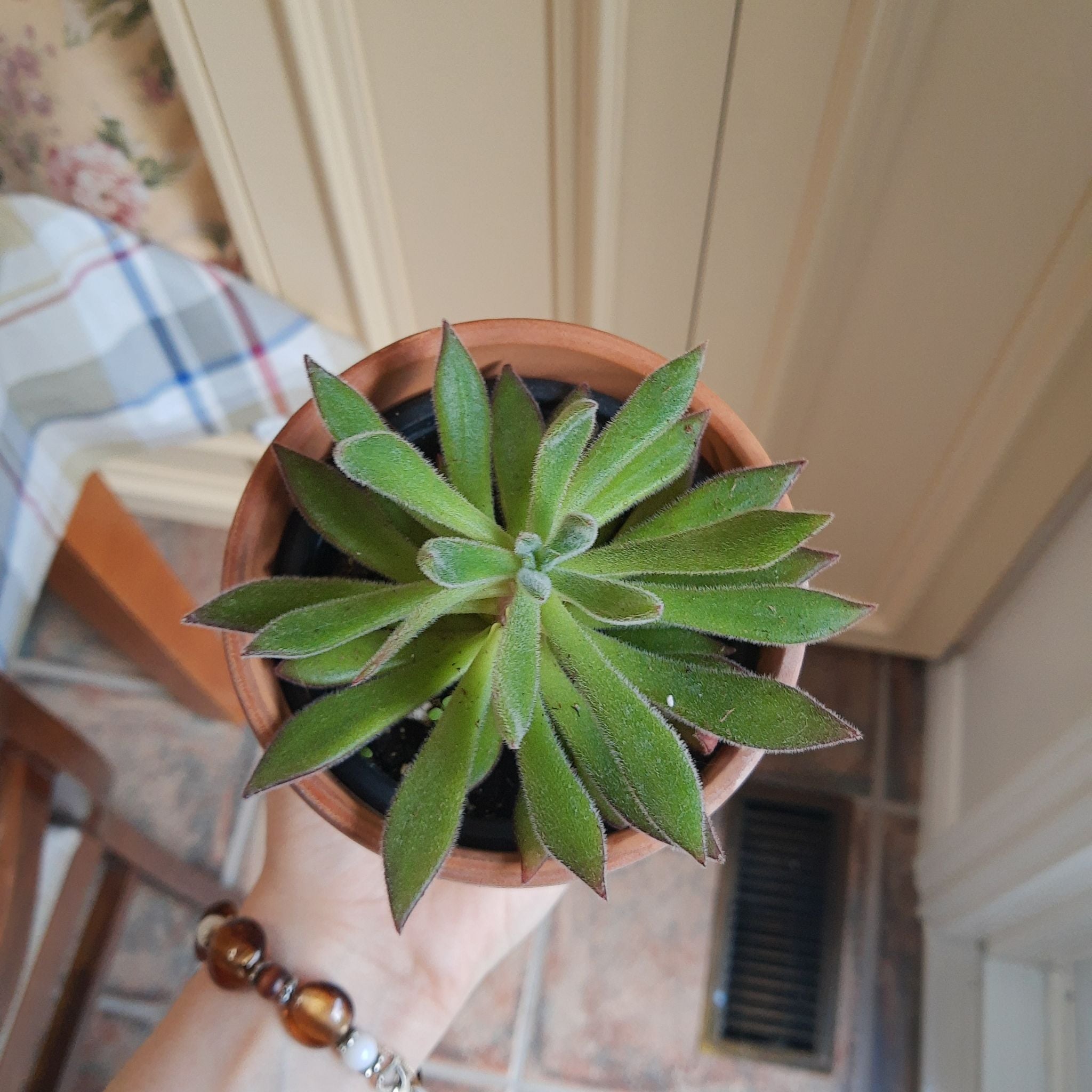 Symbolism and Benefits of the Echeveria 'Arrow Setosa'