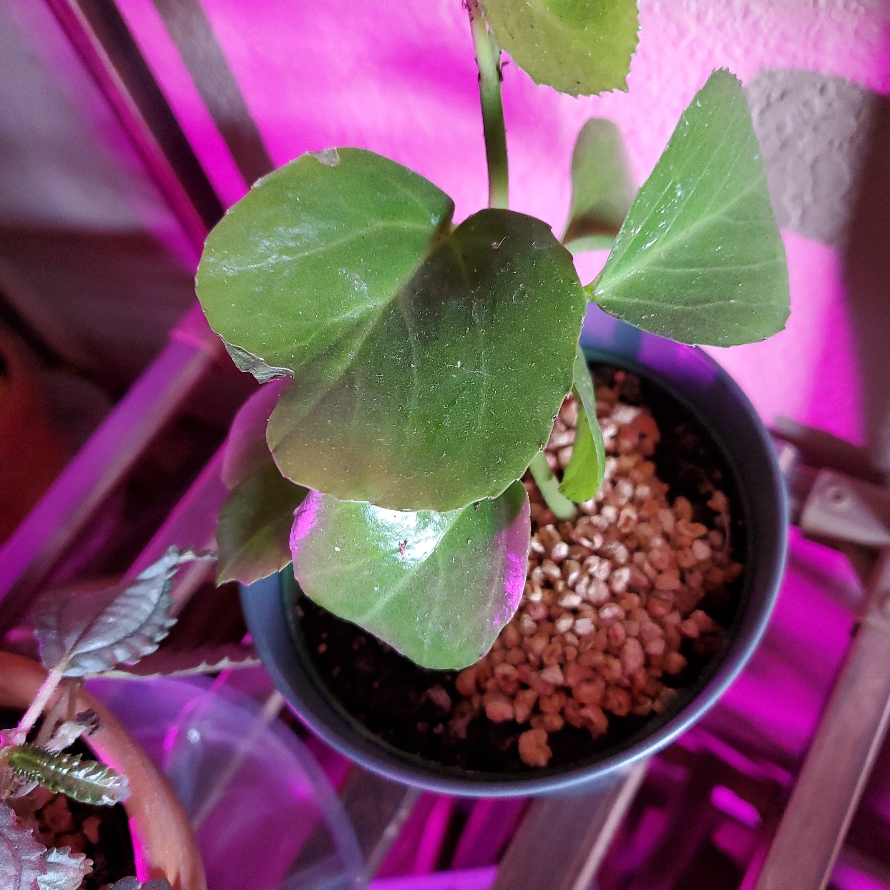 10 Advantages of Having a Peruvian Grape Ivy