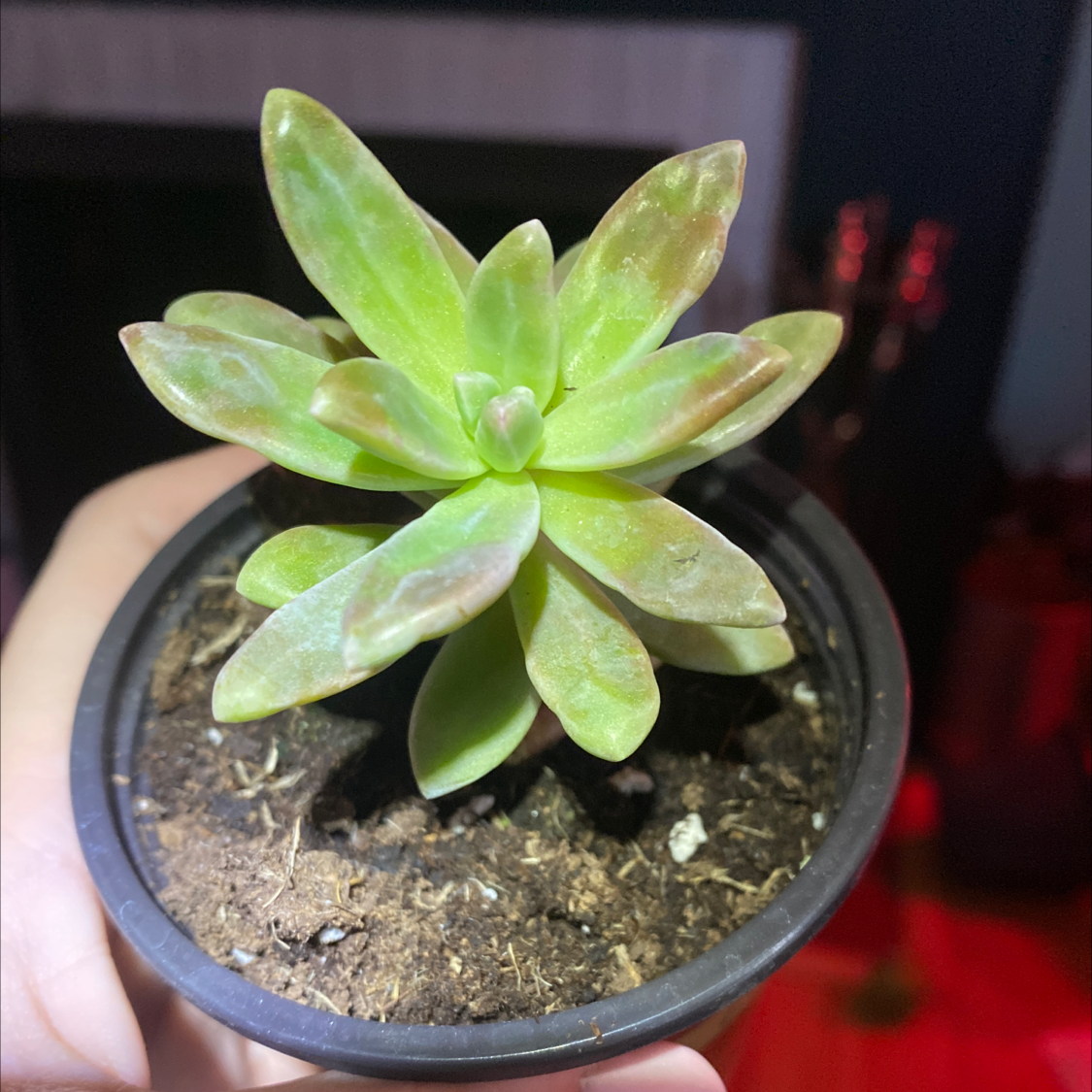 Why Are My Graptosedum 'Darley Sunshine' Leaves Mushy? 💧