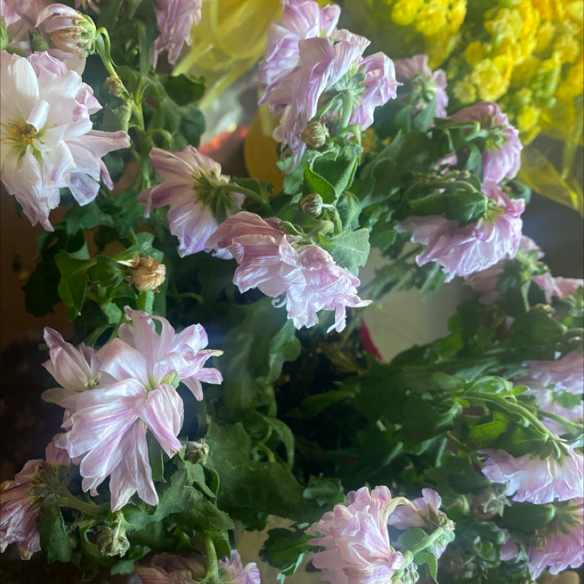 Why Are My Common Mallow Leaves Droopy?