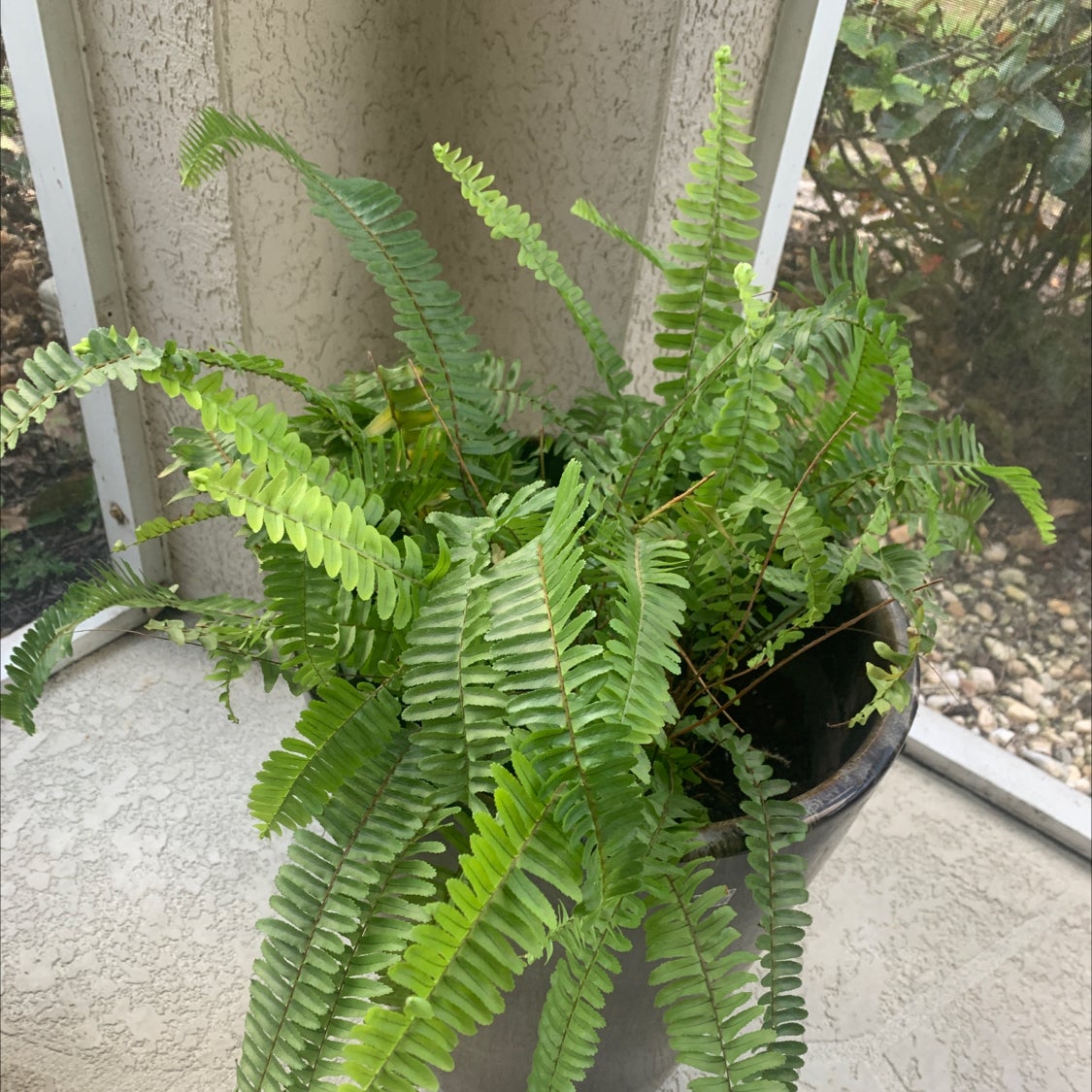 Symbolism and Benefits of the Christmas Fern